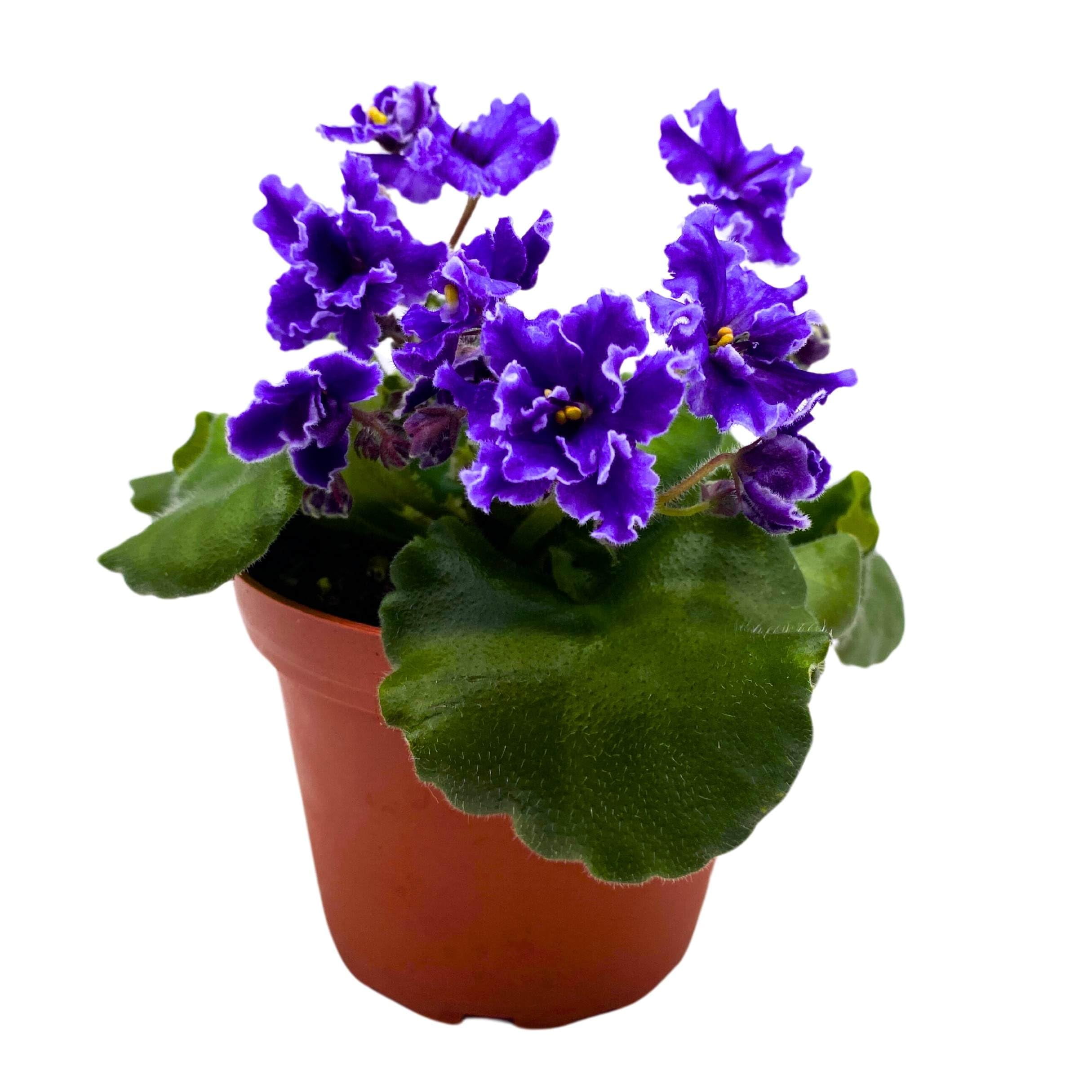 Harmony Foliage Buckeye Party Streamers African Violet Saintpaulia 4 ...
