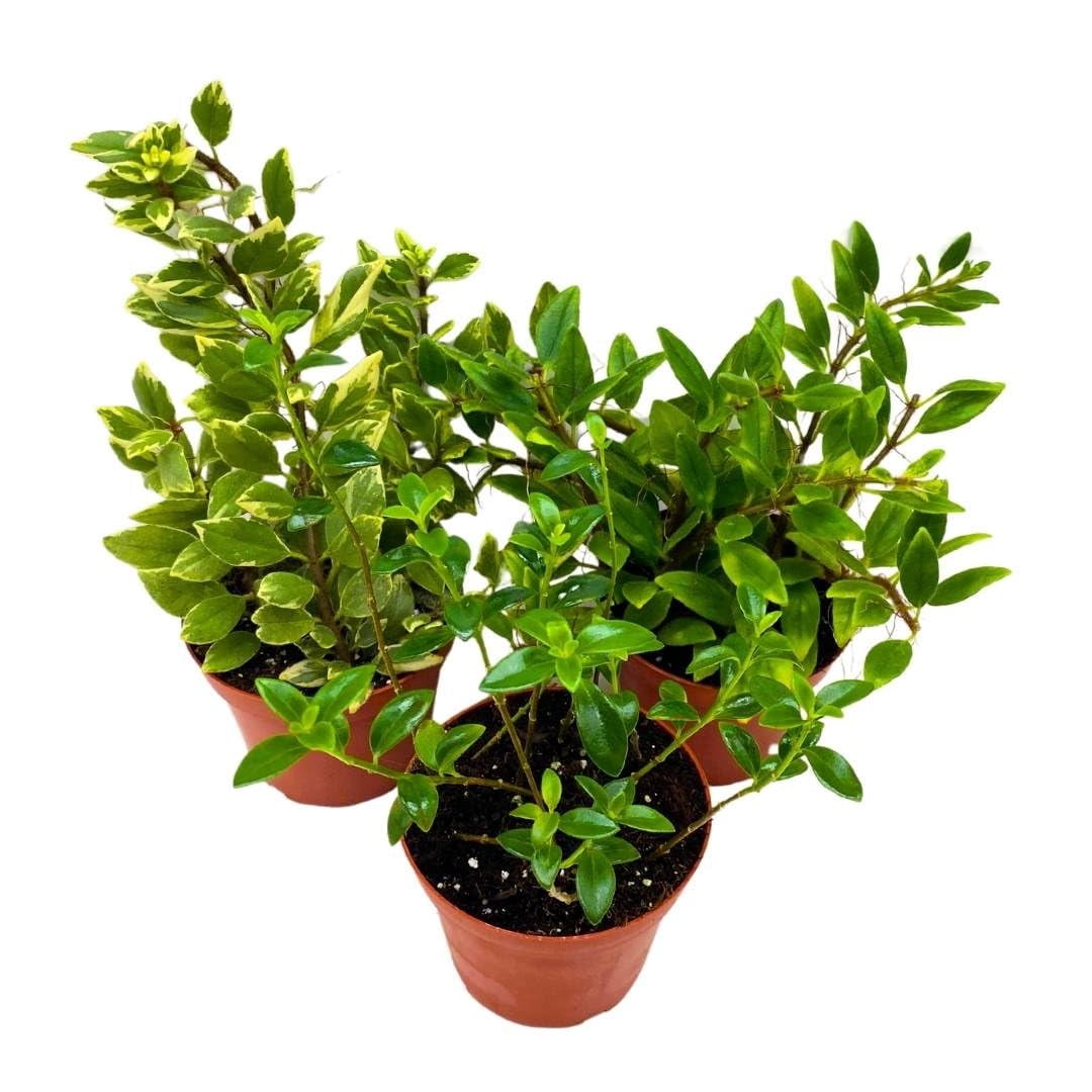 Harmony Foliage Columnea Goldfish Plant Assortment Set of 3 in a 4 inch ...