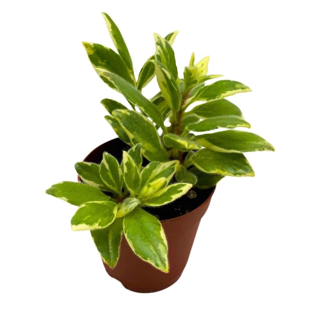 Harmony Foliage Columnea Variegated Light Prince in a 2 inch Pot ...