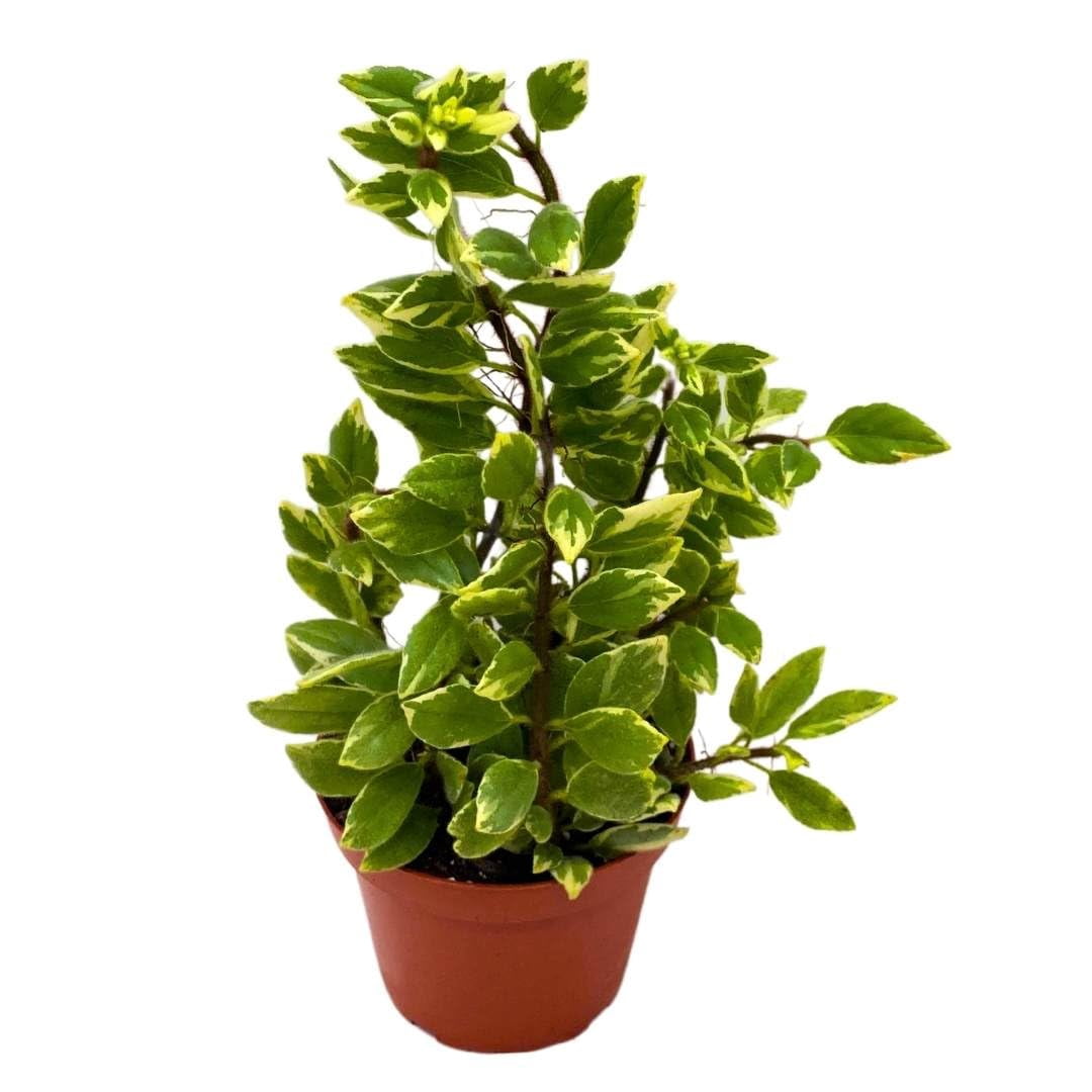 Harmony Foliage Columnea Variegated Light Prince in a 4 inch Pot ...