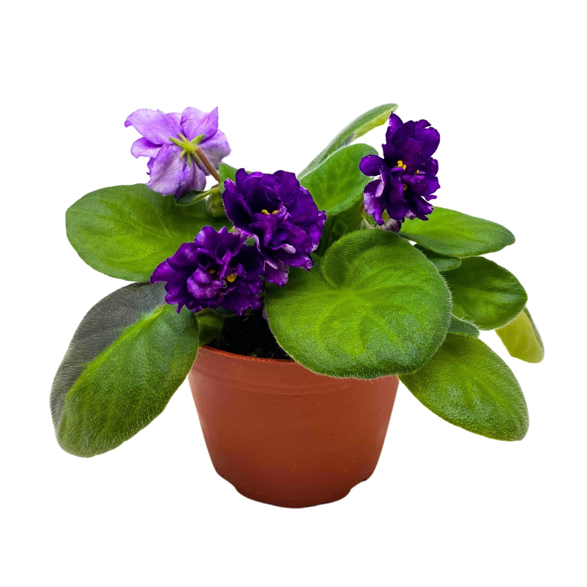 Harmony Foliage EK Gray Ocean African Violet Saintpaulia 4 inch ...