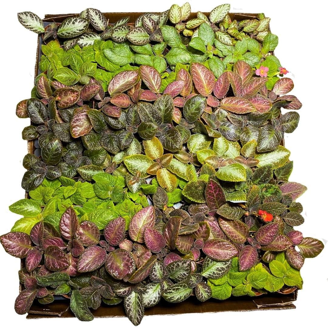 Harmony Foliage Episcia Assortment in 2 inch pots 90-Pack Bulk Wholesale Colorful Flame Violets ...