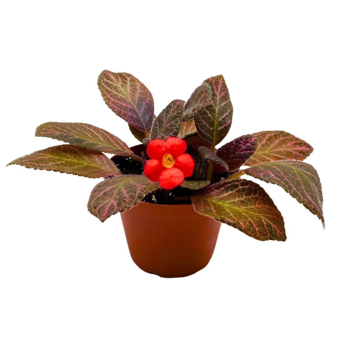 Harmony Foliage Episcia Pink Gator Flame Violet 4 inch - Walmart.com