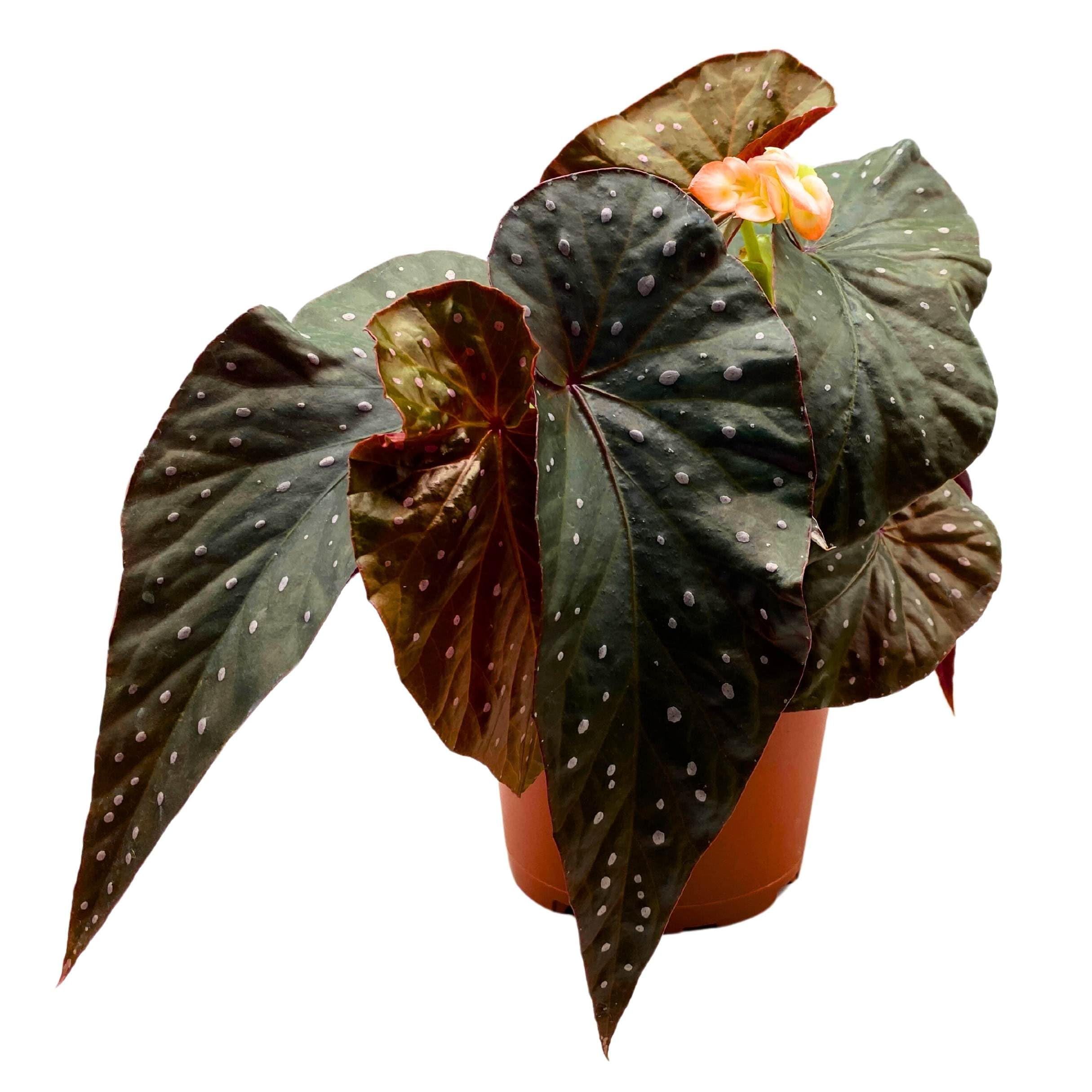 Harmony Foliage Harmony's Aurora Angel Wing Cane Begonia 4 inch - Walmart.com