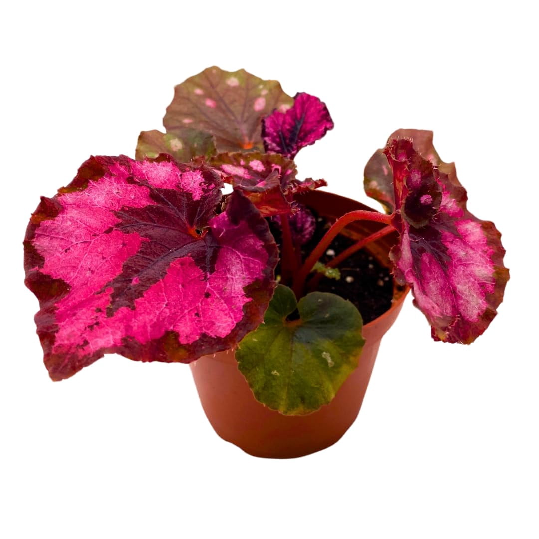 Harmony Foliage Harmony's Cherry Blossom Begonia Rex 4 inch Red Black ...