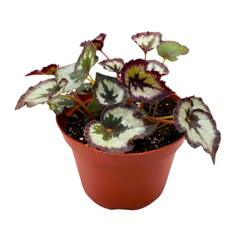 Harmony Foliage Harmony's Chocolate Icicles Begonia Rex 6 inch White ...