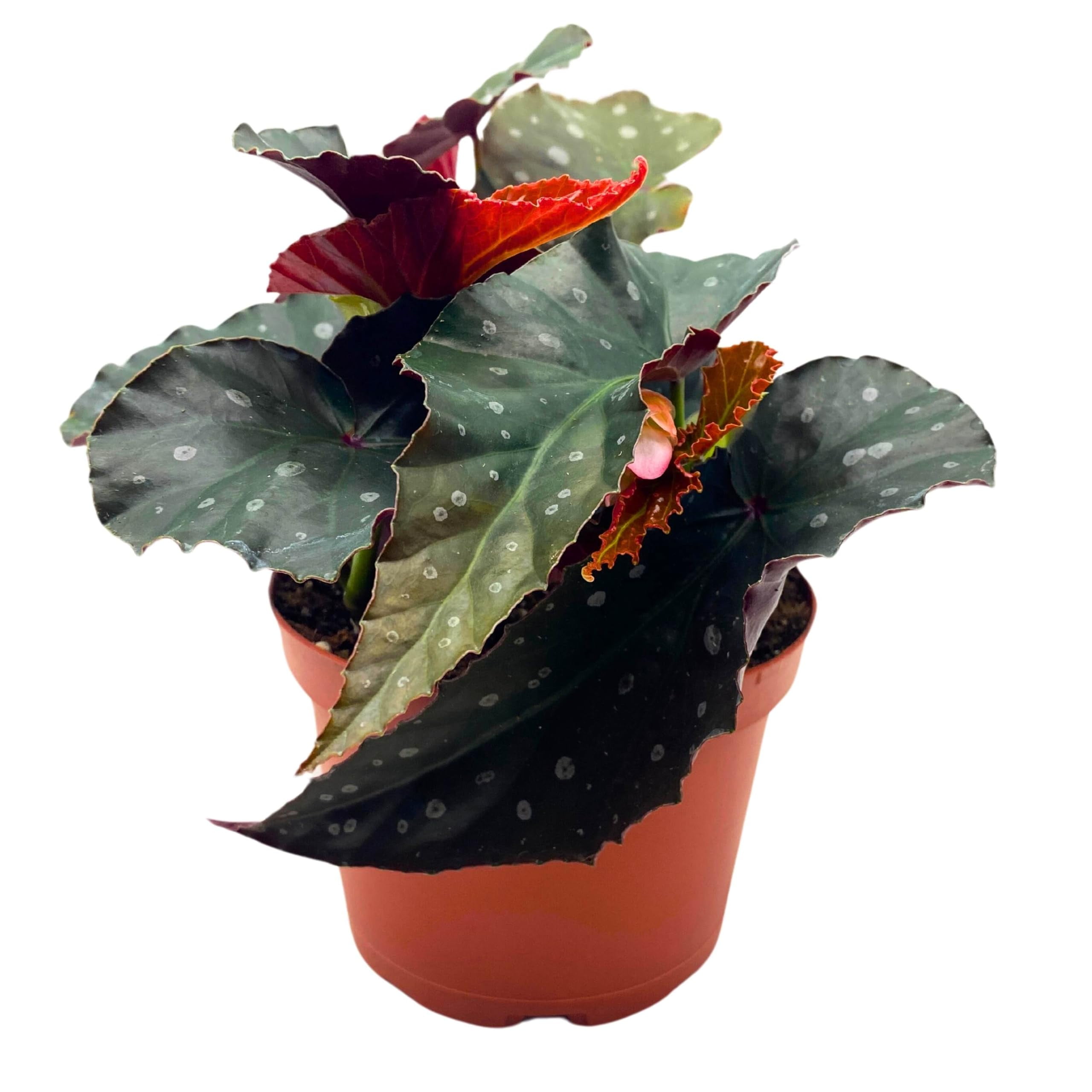 Harmony Foliage Harmony's Dark Side of The Moon Angel Wing Begonia 6 ...