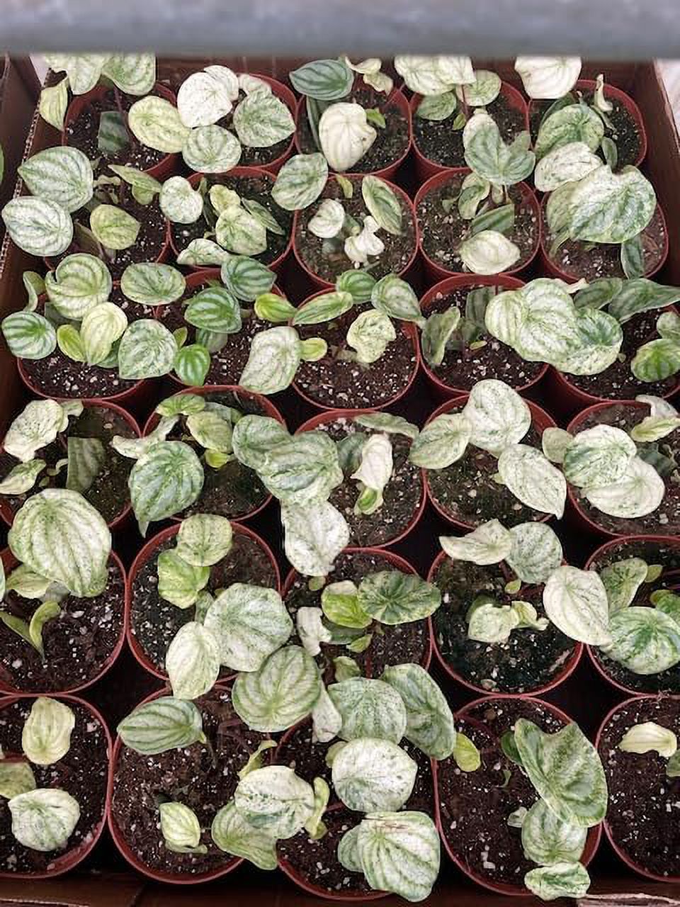 Harmony Foliage Harmony's Gold Dust Variegated Watermelon Peperomia in ...