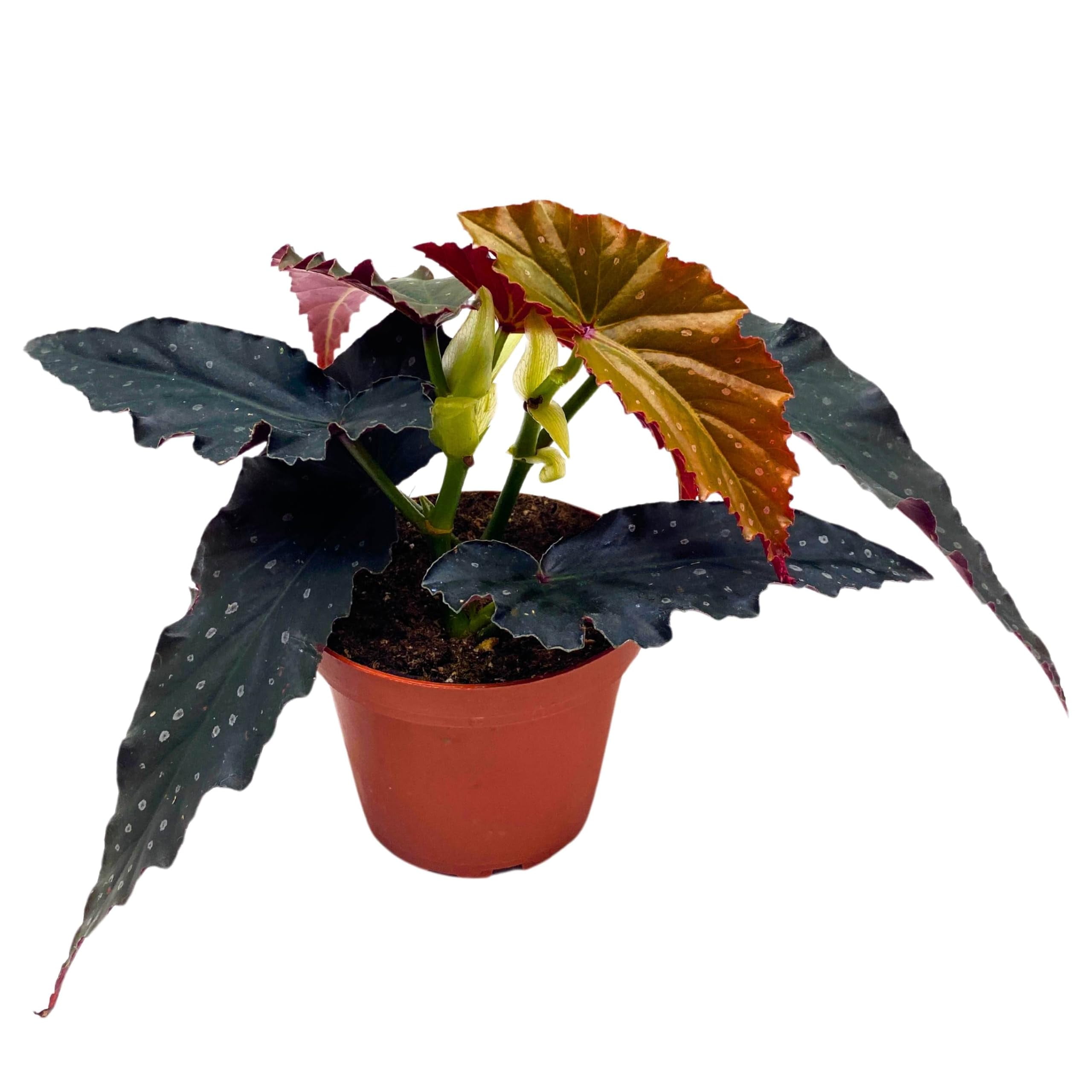 Harmony Foliage Harmony's Silver Fang Angel Wing Begonia 4 inch ...