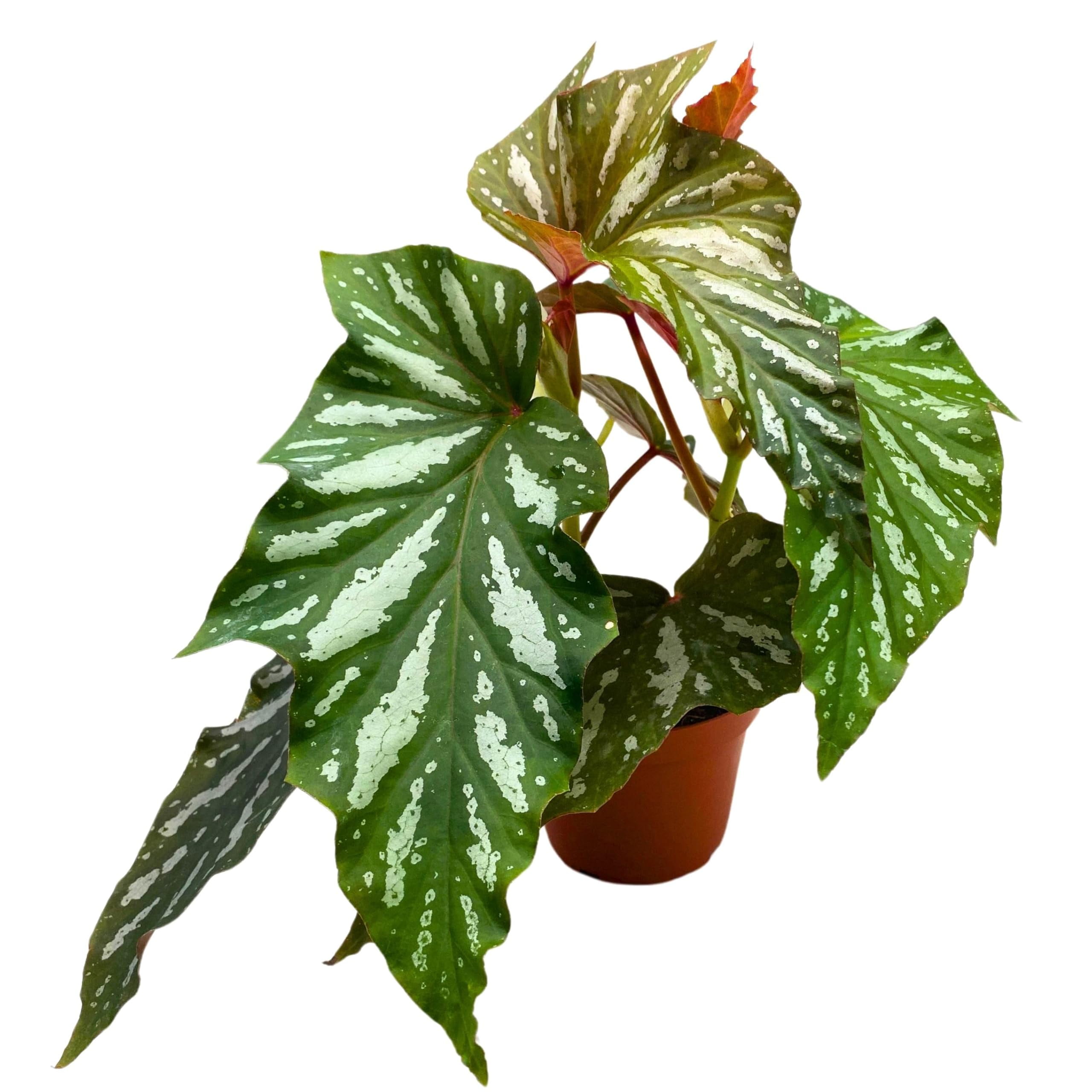 Harmony Foliage Harmony's Silver Mist Angel Wing Begonia 4 inch ...