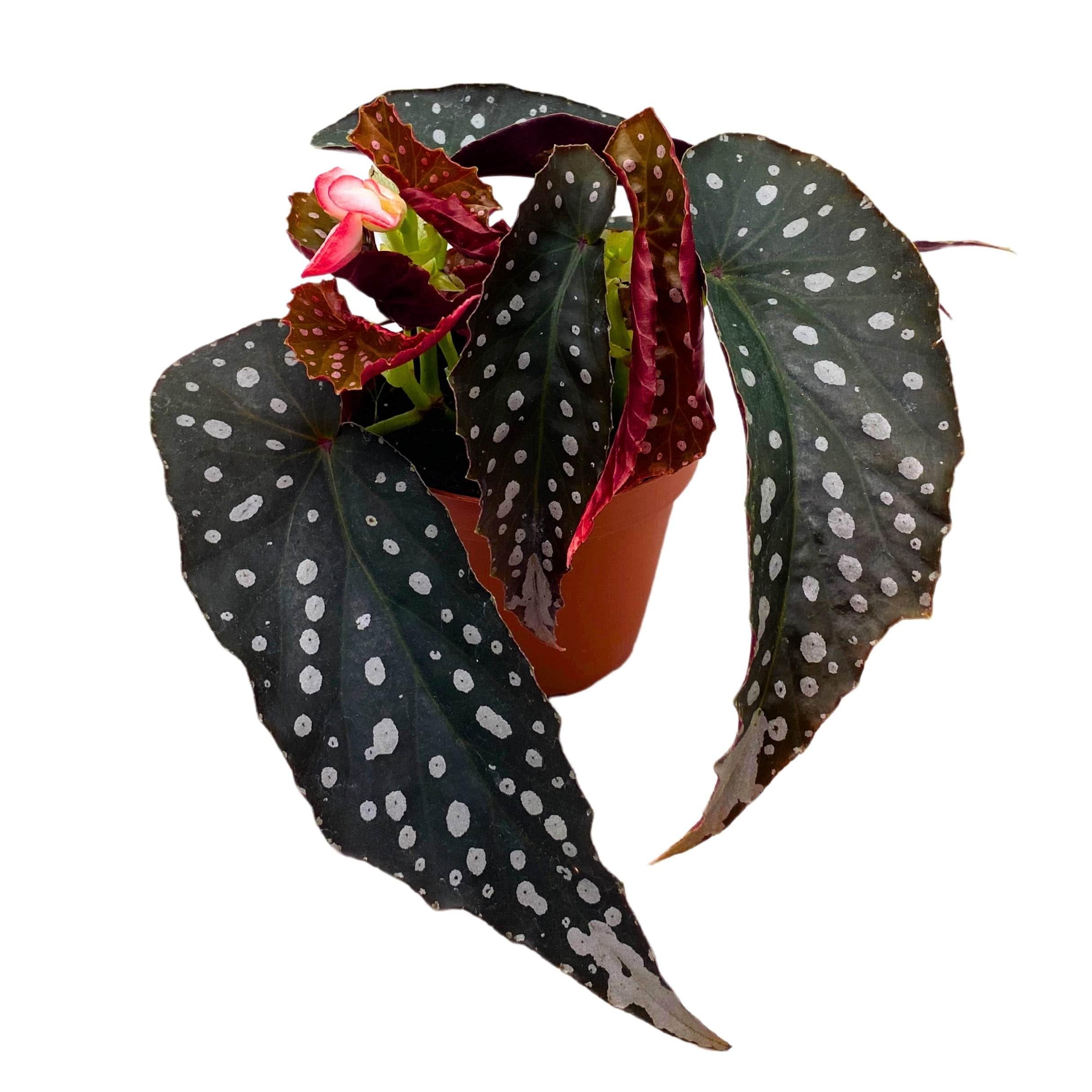 Harmony Foliage Harmony's Silver Point Angel Wing Cane Begonia 4 inch ...