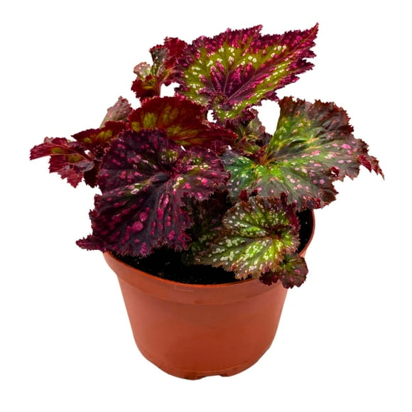 Begonia in Annuals - Walmart.com