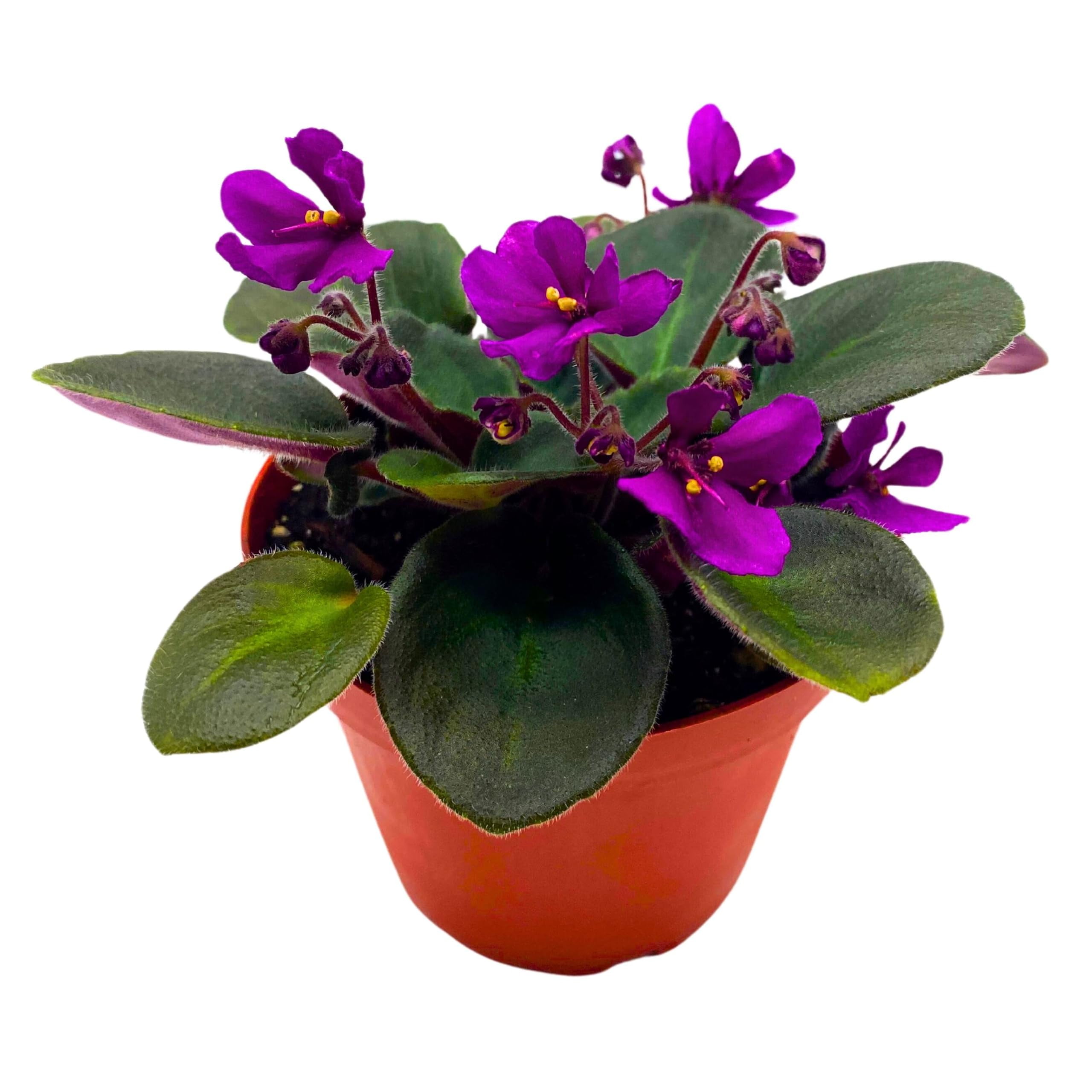 Harmony Foliage Hunter's Venom African Violet Saintpaulia 4 inch ...