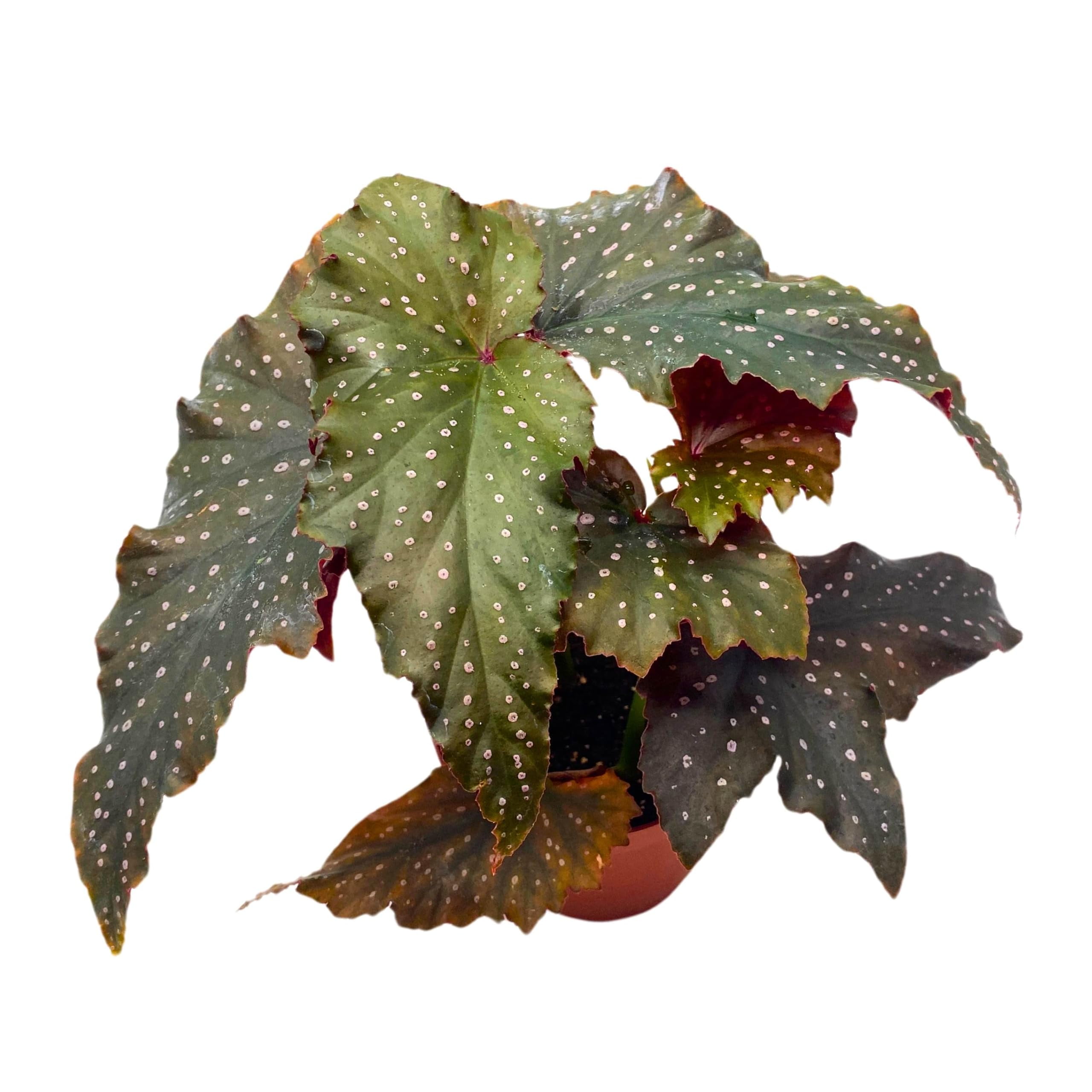 Harmony Foliage Little Miss Mummey Angel Wing Begonia 4 inch - Walmart.com