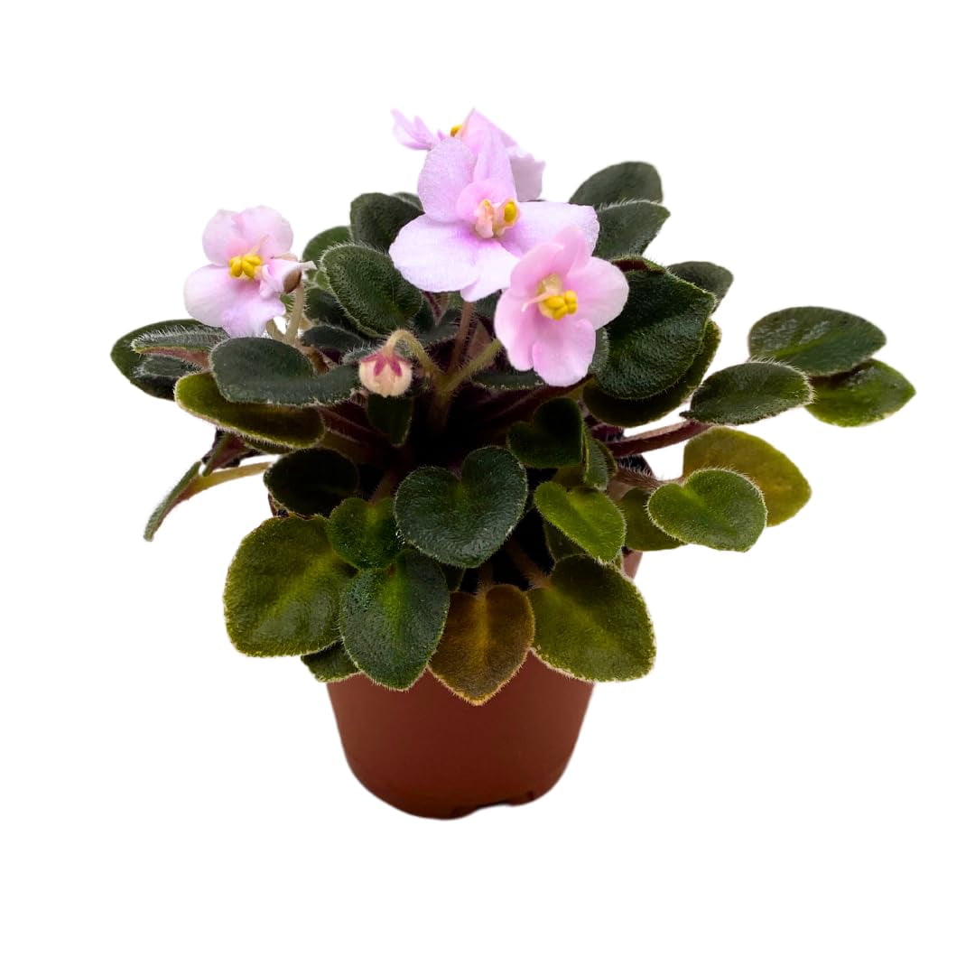 Harmony Foliage Mini African Violet Cajun's Lil Joy 2 inch Pink Flower ...