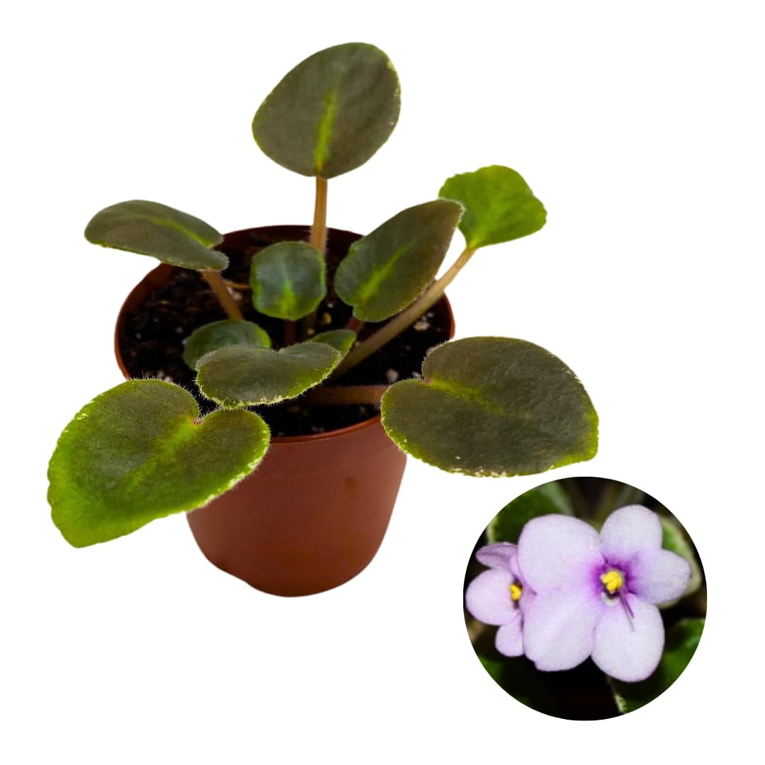 Harmony Foliage Mini African Violet Classic Rock 2 inch White Magenta ...
