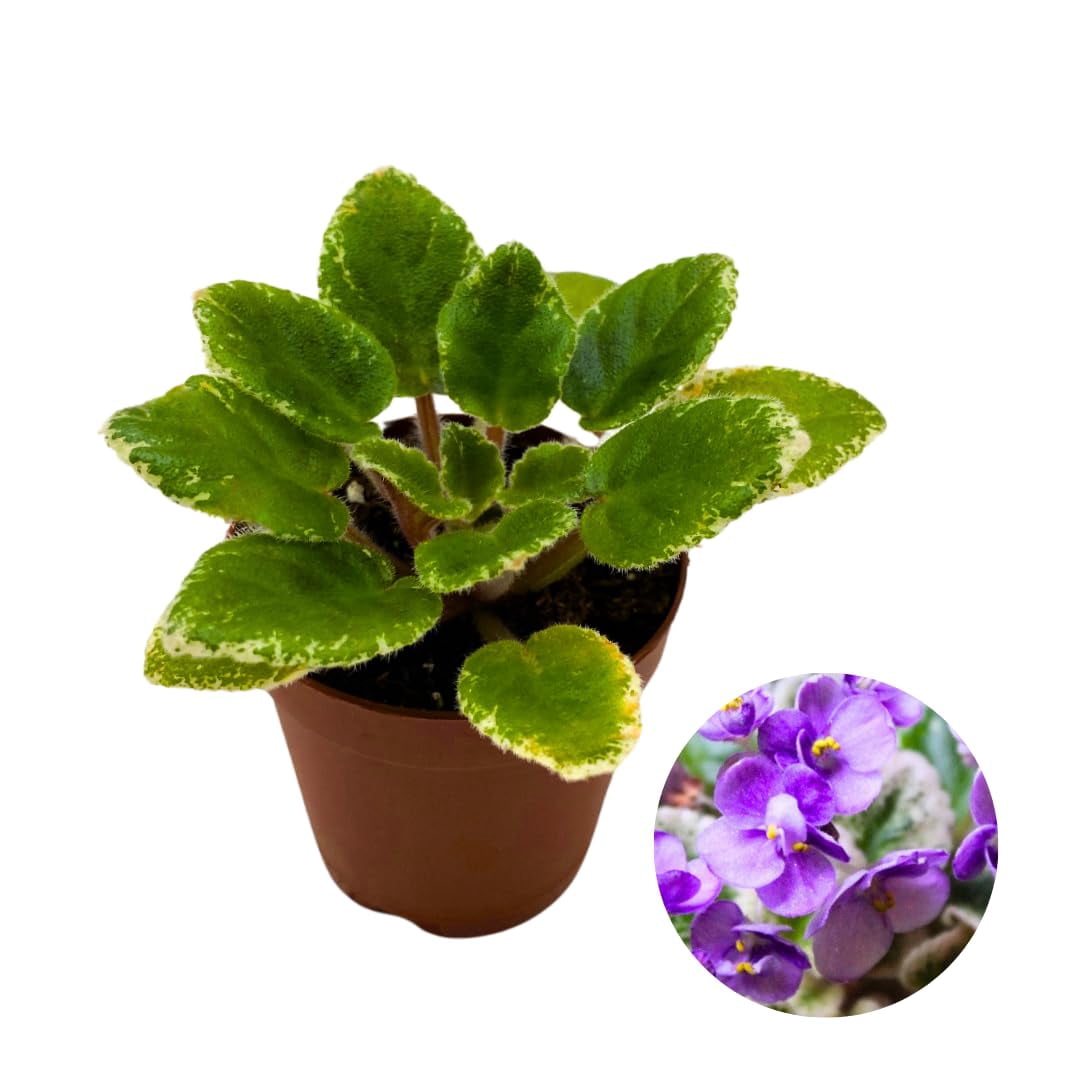 Harmony Foliage Mini African Violet Grape Treat Variegated, 2 inch ...