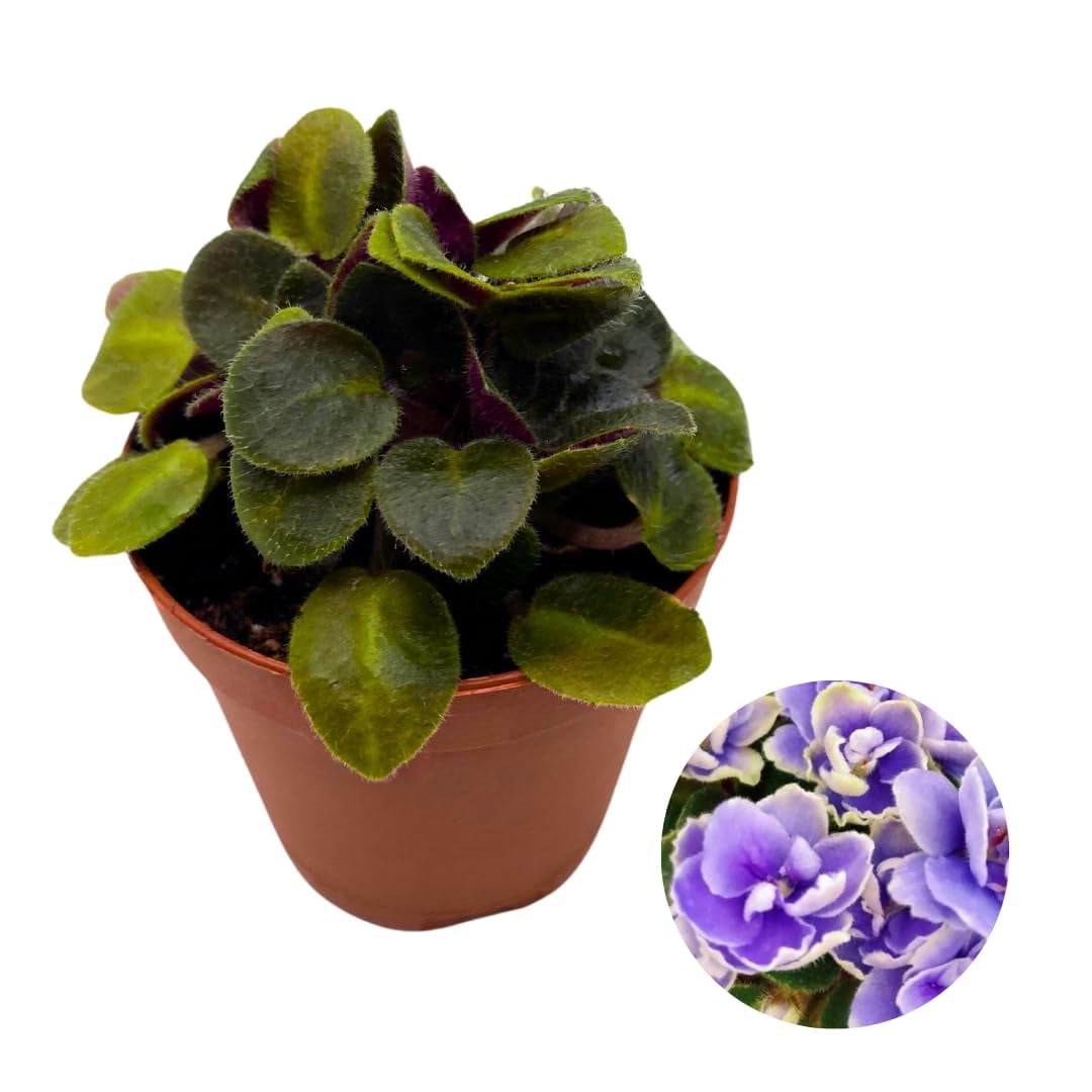 Harmony Foliage Mini African Violet Honey Blue Ace 2 inch Blue Flower ...