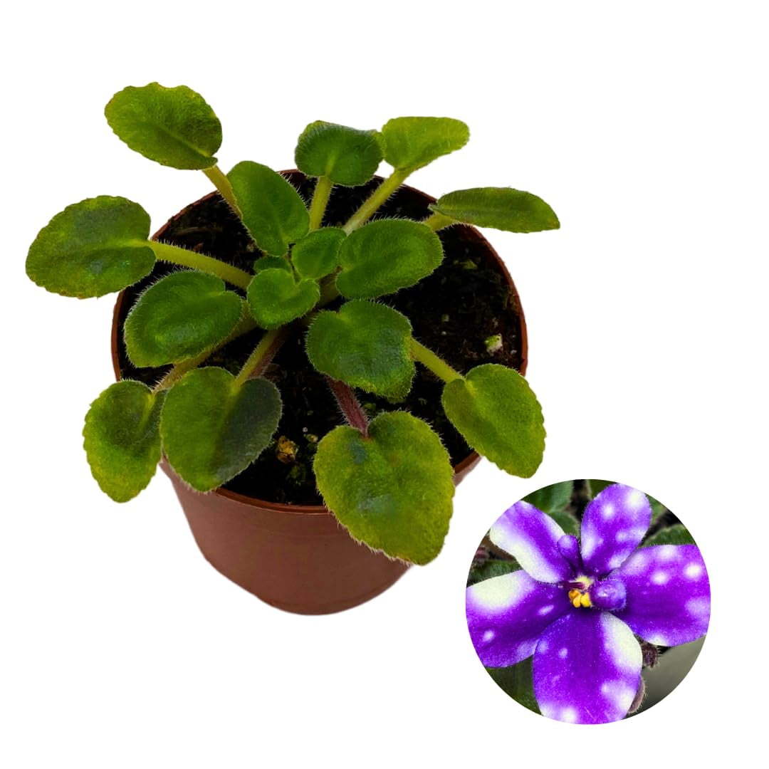 Harmony Foliage Mini African Violet Hunter's Primal Scream 2 inch ...