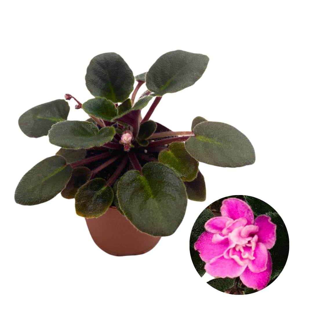 Harmony Foliage Mini African Violet Jolly Fun, 2 inch Pink Flower ...