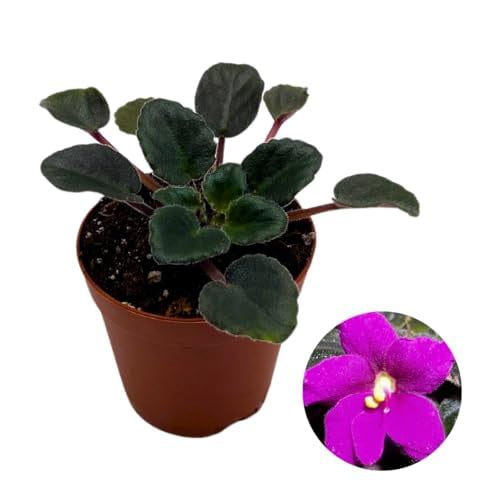 Harmony Foliage Mini African Violet Jolly Magic 2 inch Fuscia Flower ...