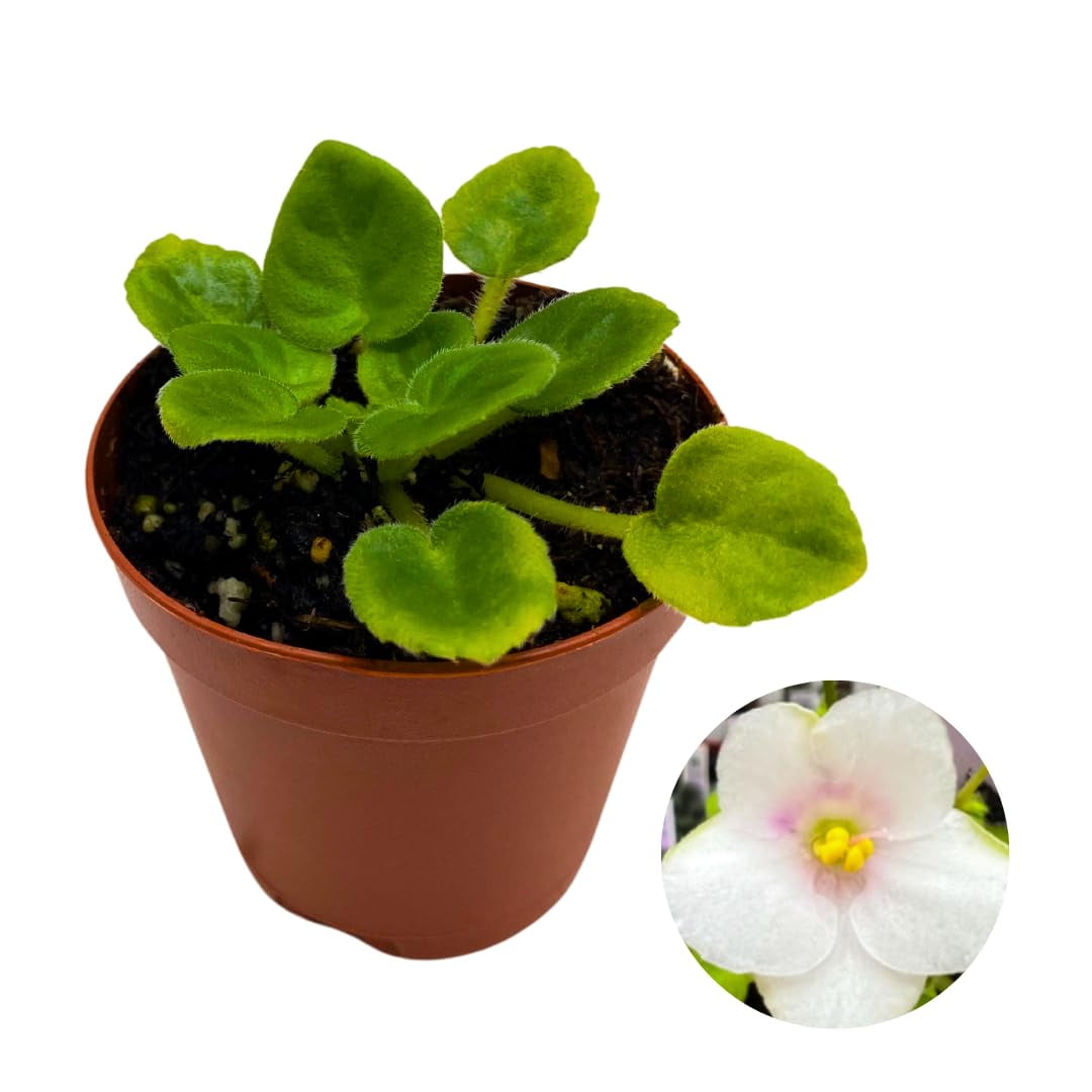 Harmony Foliage Mini African Violet Jolly Snow White 2 inch White ...