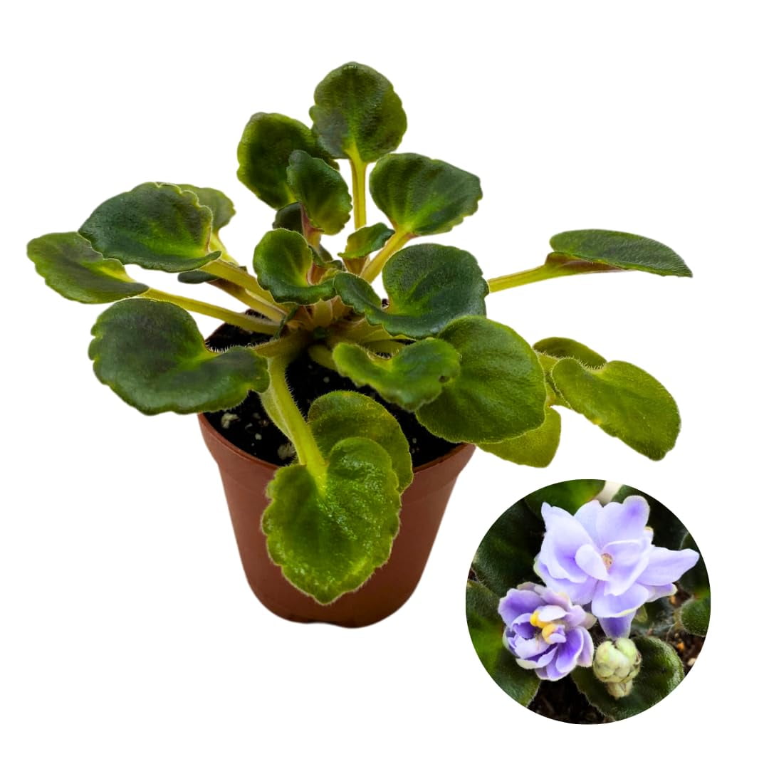 Harmony Foliage Mini African Violet N. Frosty January, 2 inch Purple ...