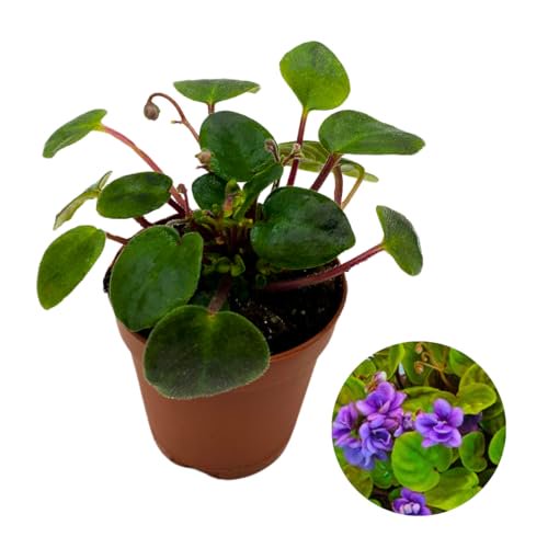African Violet Plants