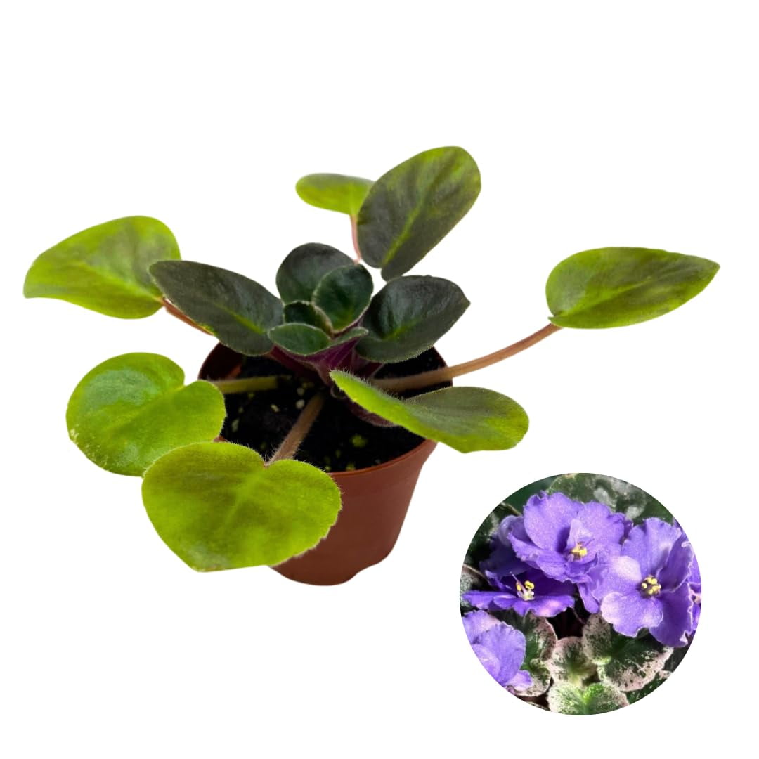 Harmony Foliage Mini African Violet Rob's Outer Orbit, 2 inch Purple ...