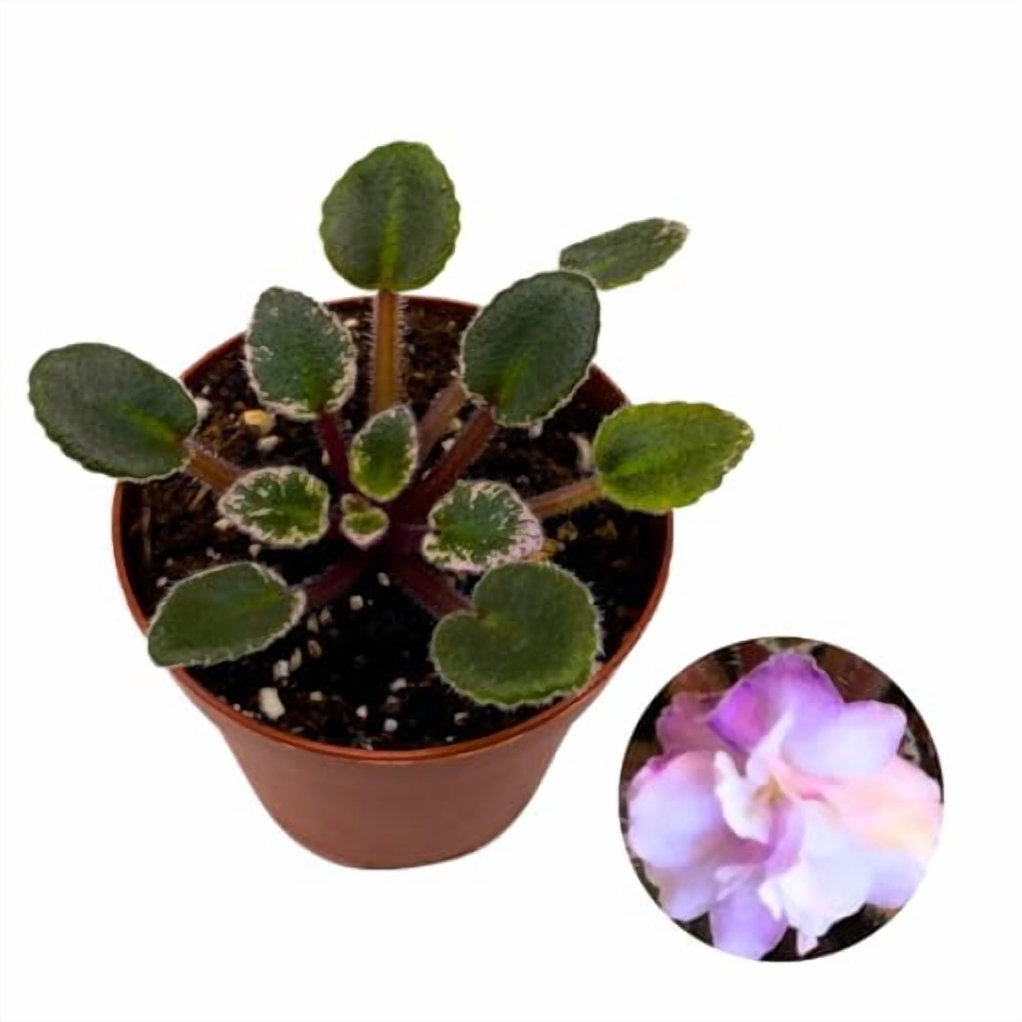 Harmony Foliage Mini African Violet Toy Castle Variegated 2 inch White ...