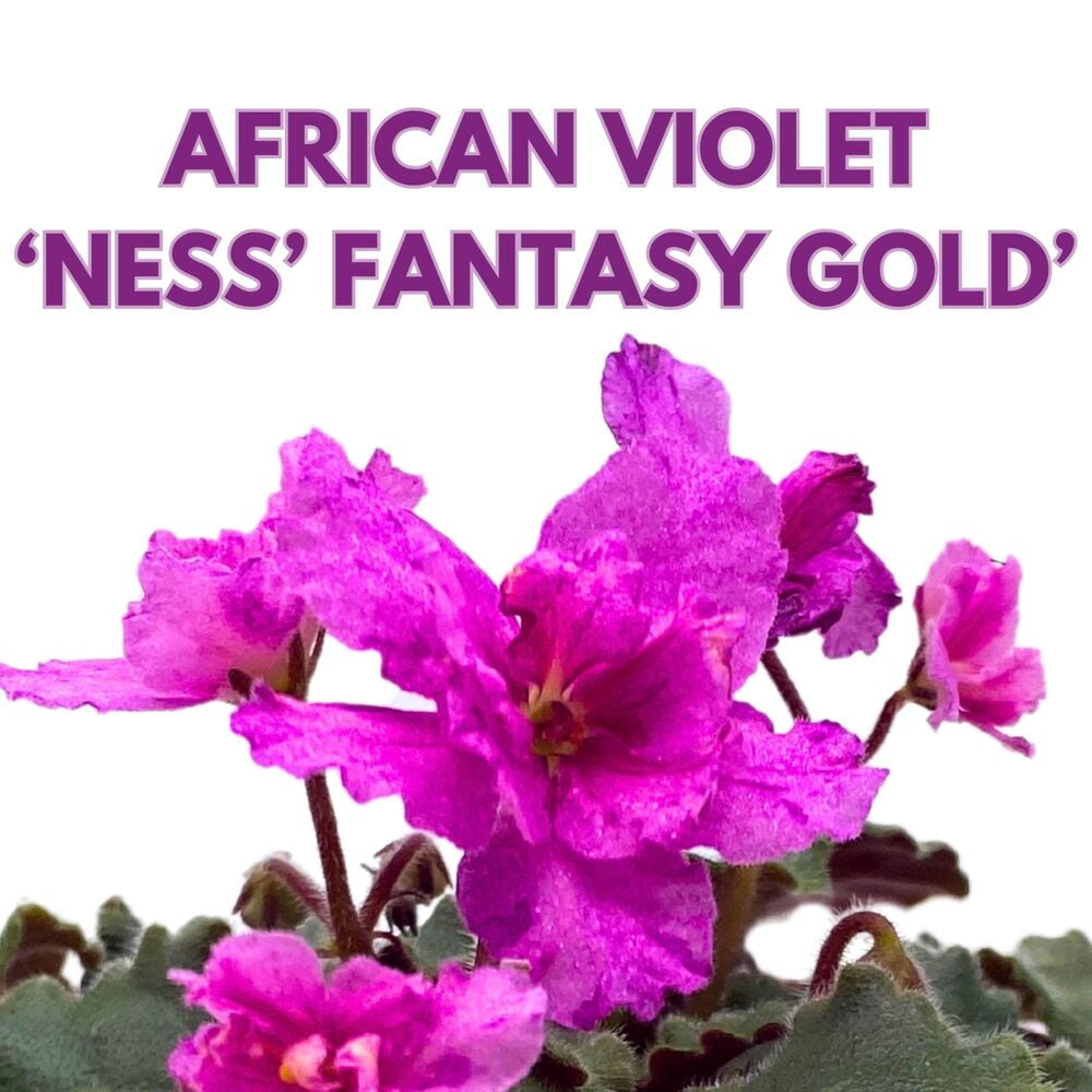 Harmony Foliage Ness Fantasy Gold African Violet Saintpaulia 4 inch ...