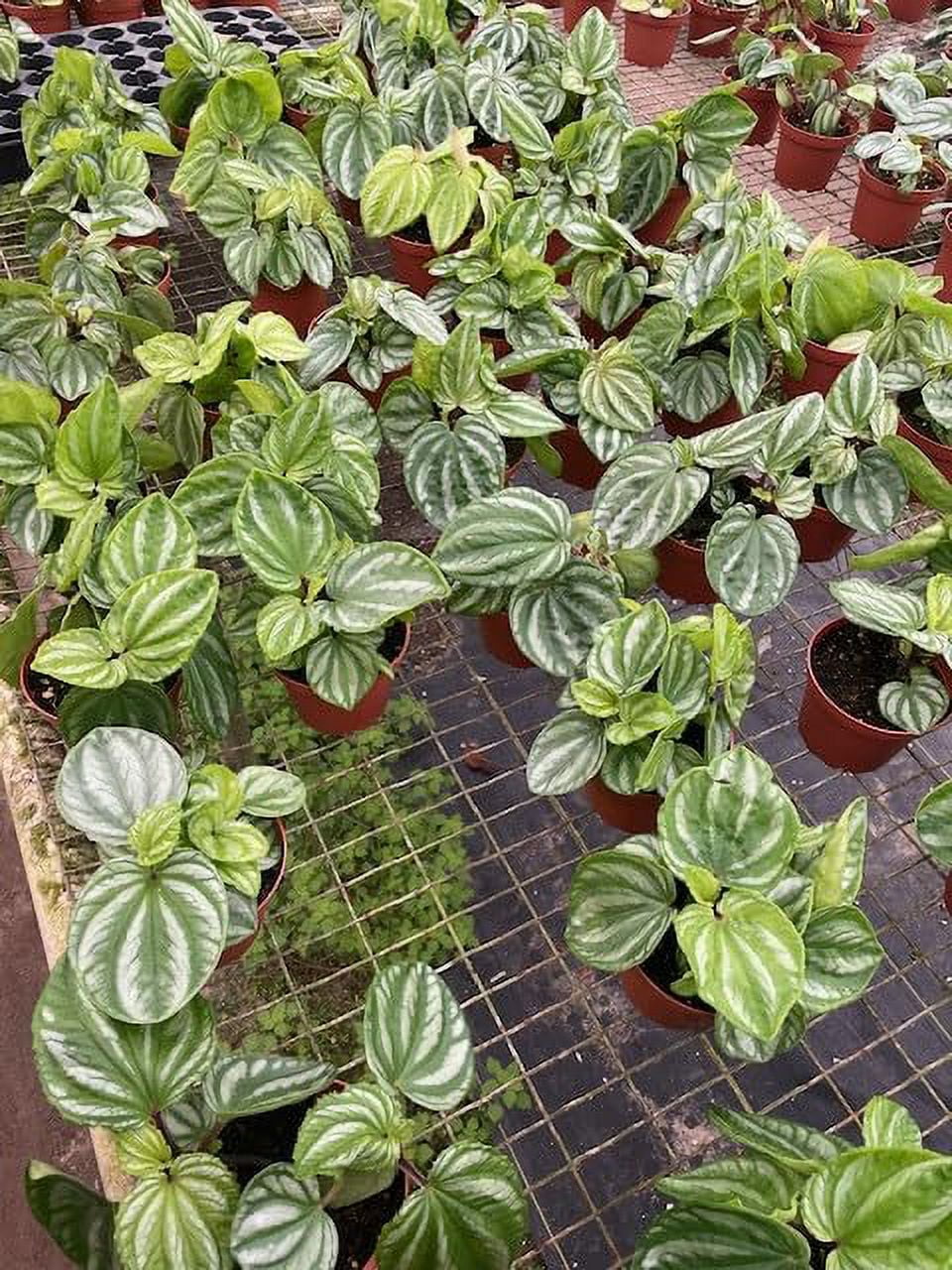 Harmony Foliage Peperomia Ecuador in 4 inch pots 15-Pack Bulk Wholesale ...