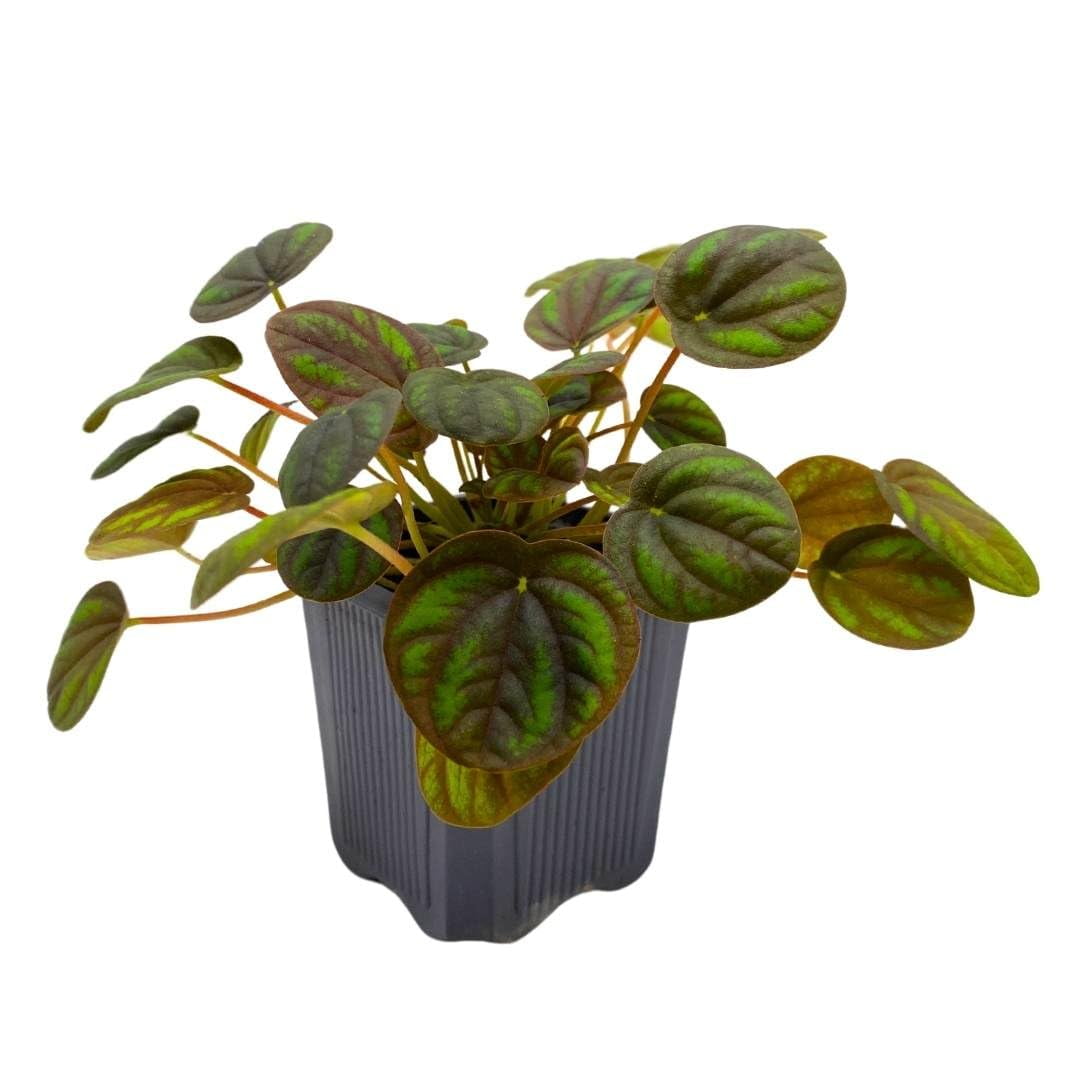Harmony Foliage Peperomia Peppermill Ripple in a 3 inch Pot - Walmart.com