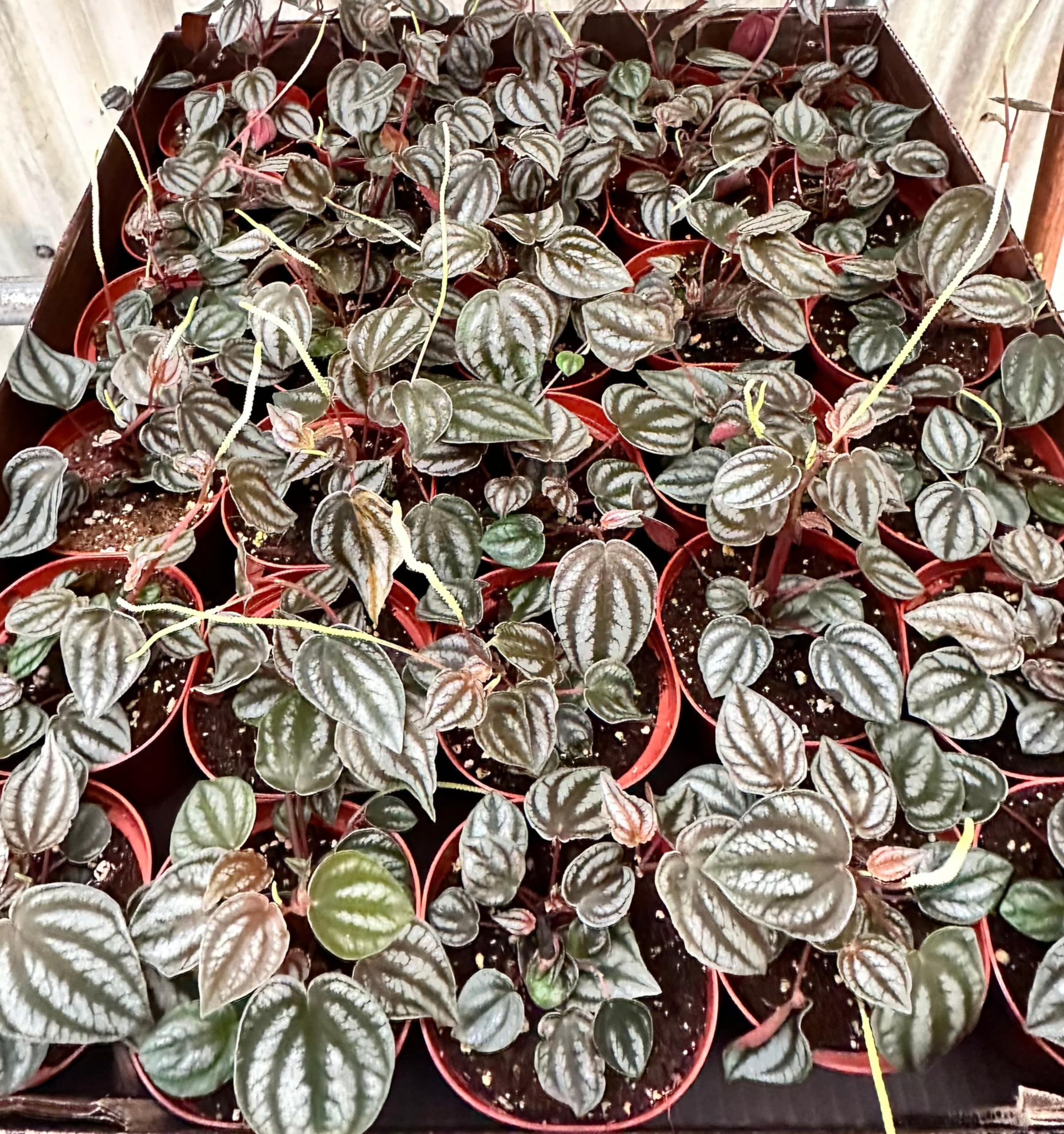 Harmony Foliage Peperomia Turboensis in 4 inch pots 30-Pack Bulk ...