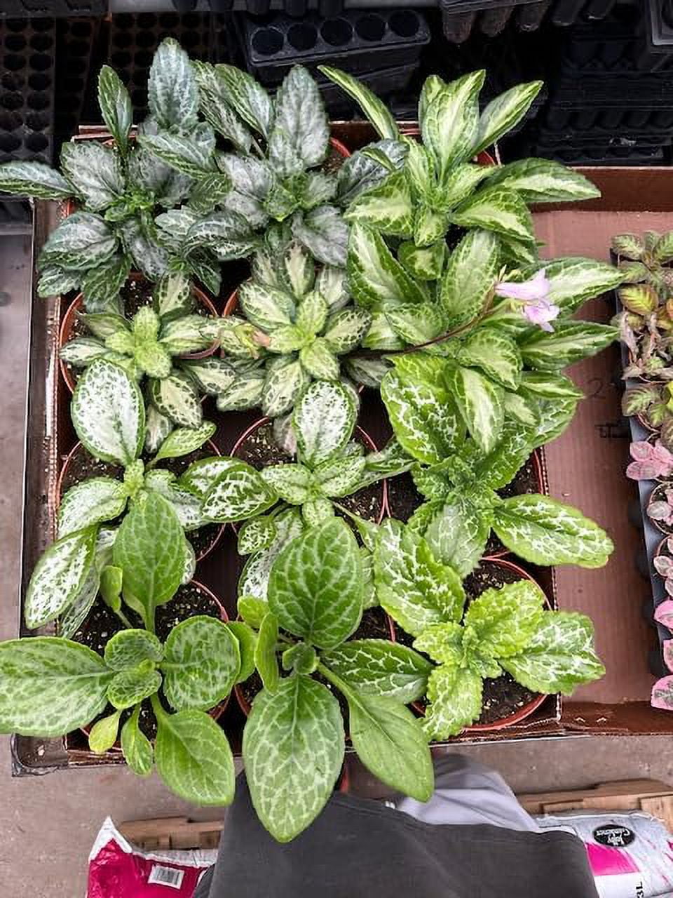 Harmony Foliage Primulina Chirita in 6 inch pots 12-Pack Bulk Wholesale ...