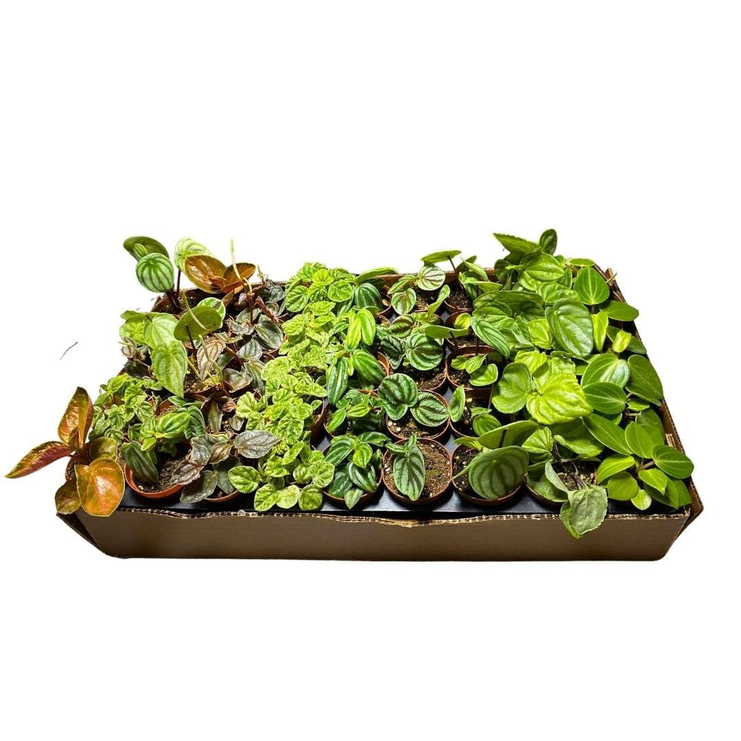 Harmony Foliage Rare Peperomia Assortment in 2 inch pots 45-Pack Bulk ...