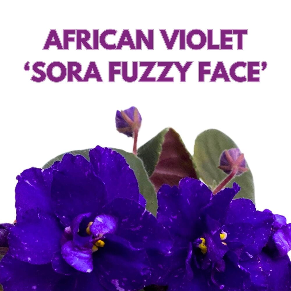 Harmony Foliage Sora Fuzzy Face African Violet Saintpaulia 4 inch ...