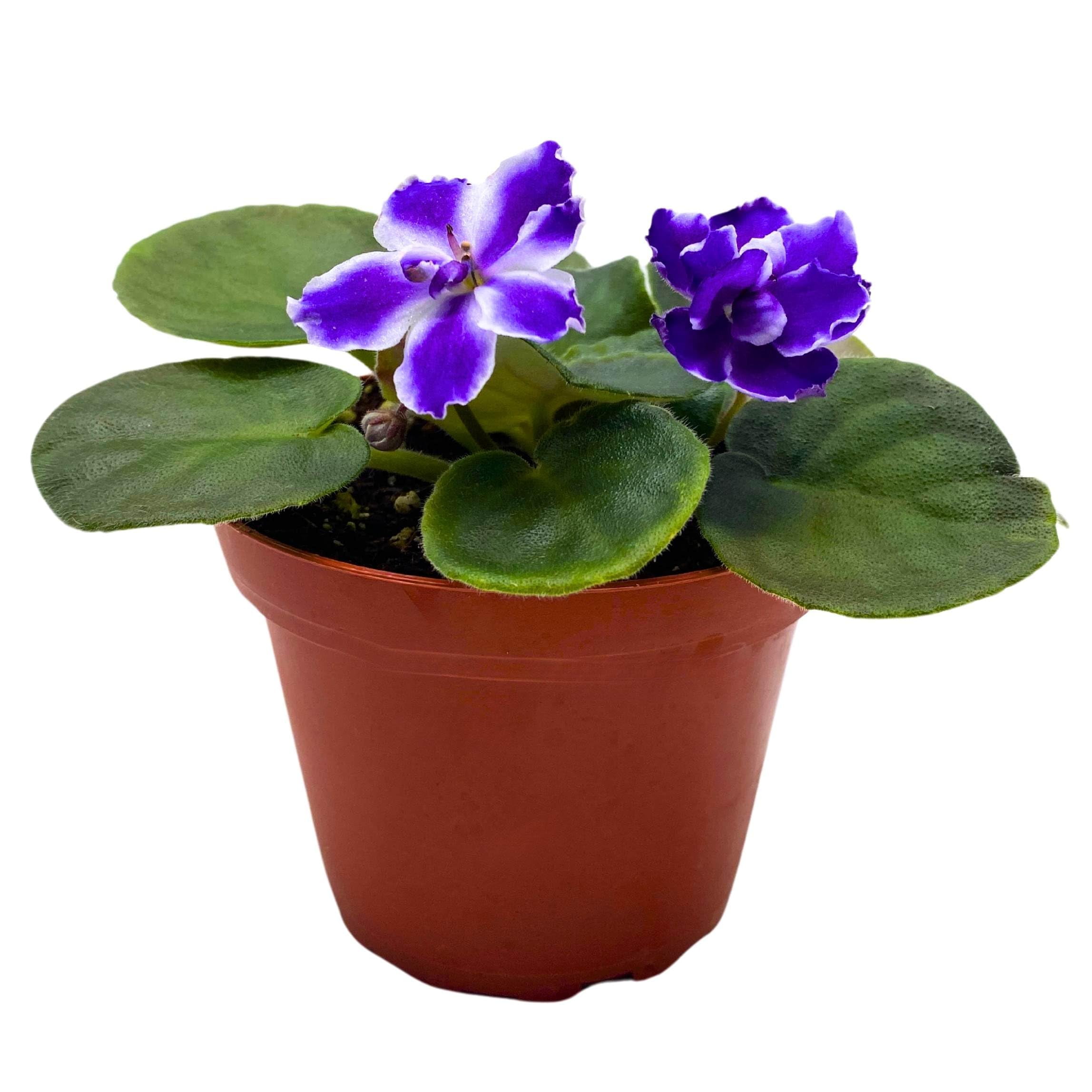 Harmony Foliage VaT Winter Landscape African Violet Saintpaulia 4 inch ...