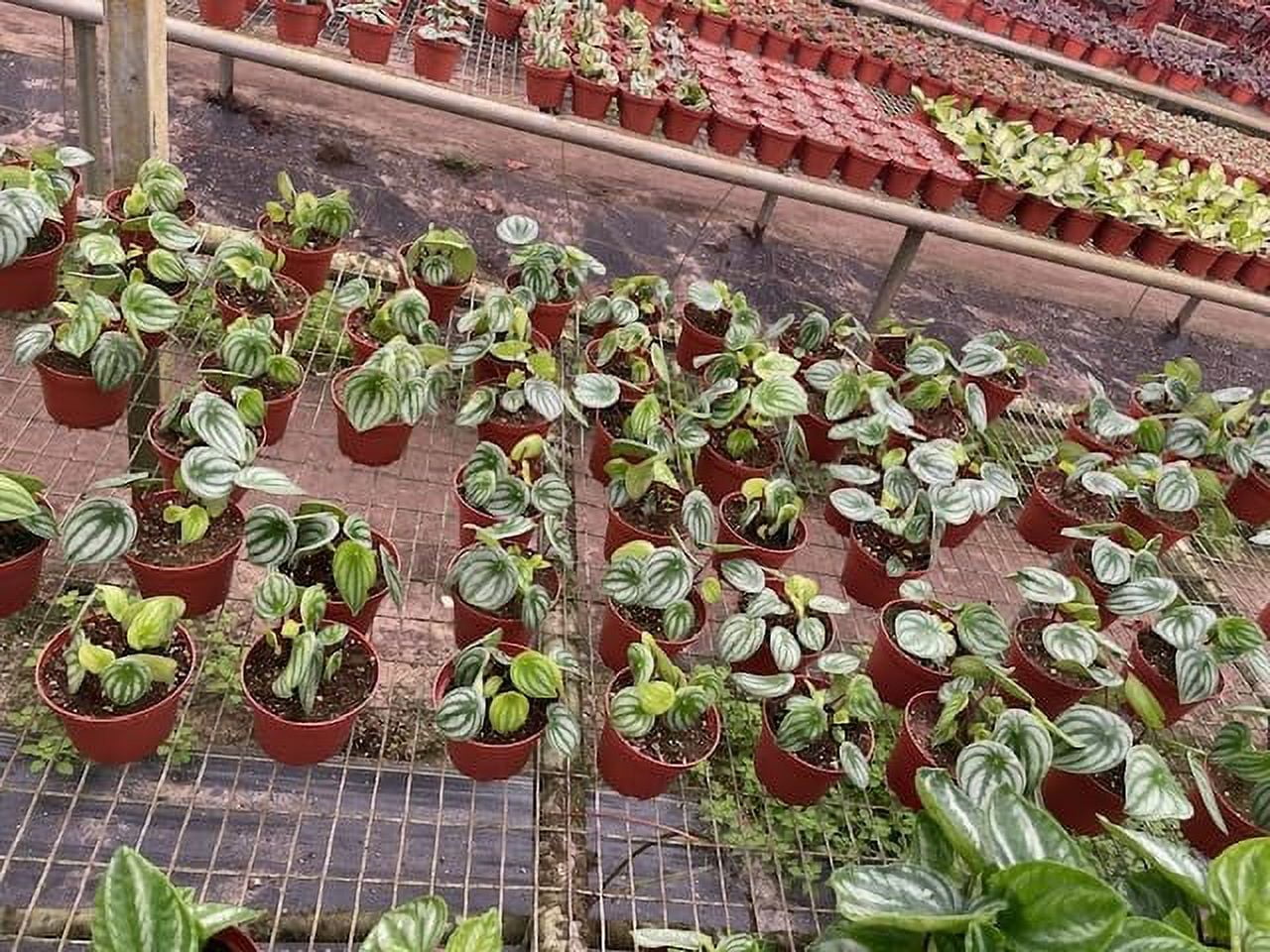 Harmony Foliage Watermelon Peperomia in 4 inch pots 15-Pack Bulk ...