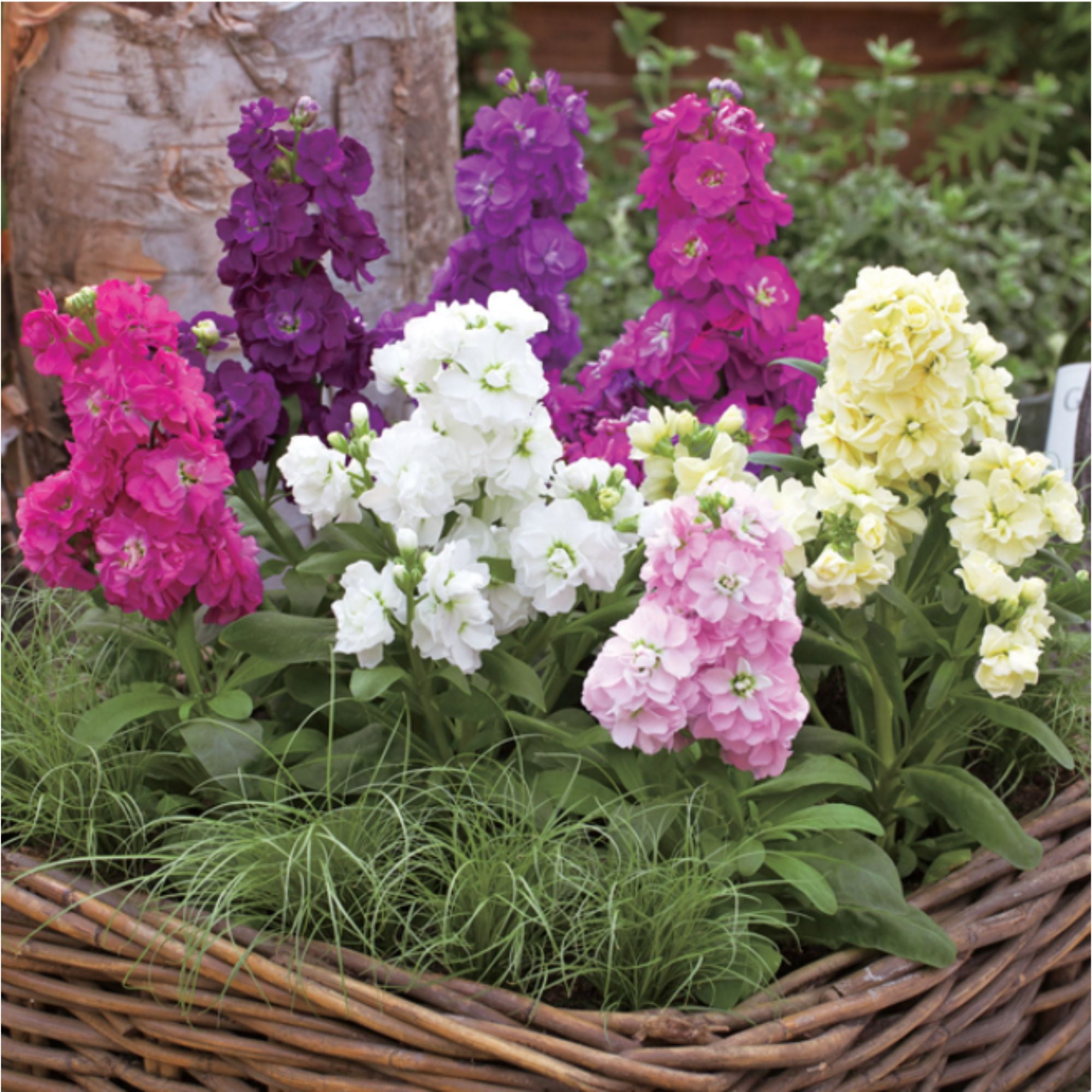 Harmony Mix Stock ~1000 Seeds – Non-GMO, Cold Tolerant, Fragrant ...