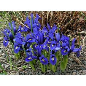 Explore Iris Flower Bulbs for Garden Decoration and Planting