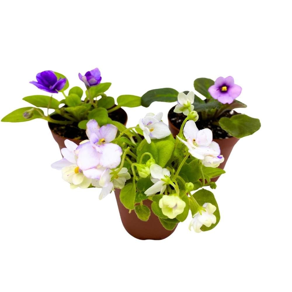 Harmony's African Violet Assortment, 2 inch Set of 3, Rare Mini ...
