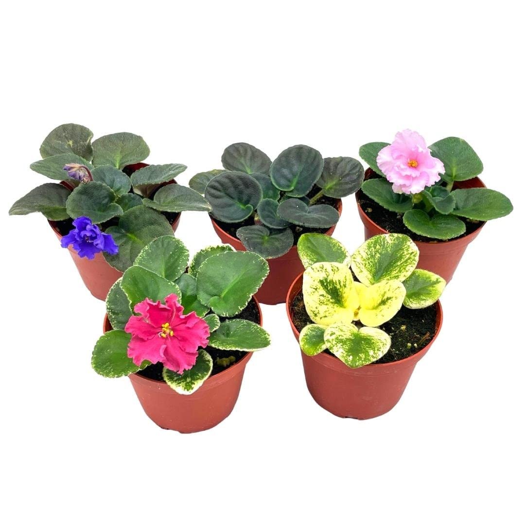 SALE Miniature African Violet - 3 Plants/2" Pot - Great for Terrariums ...