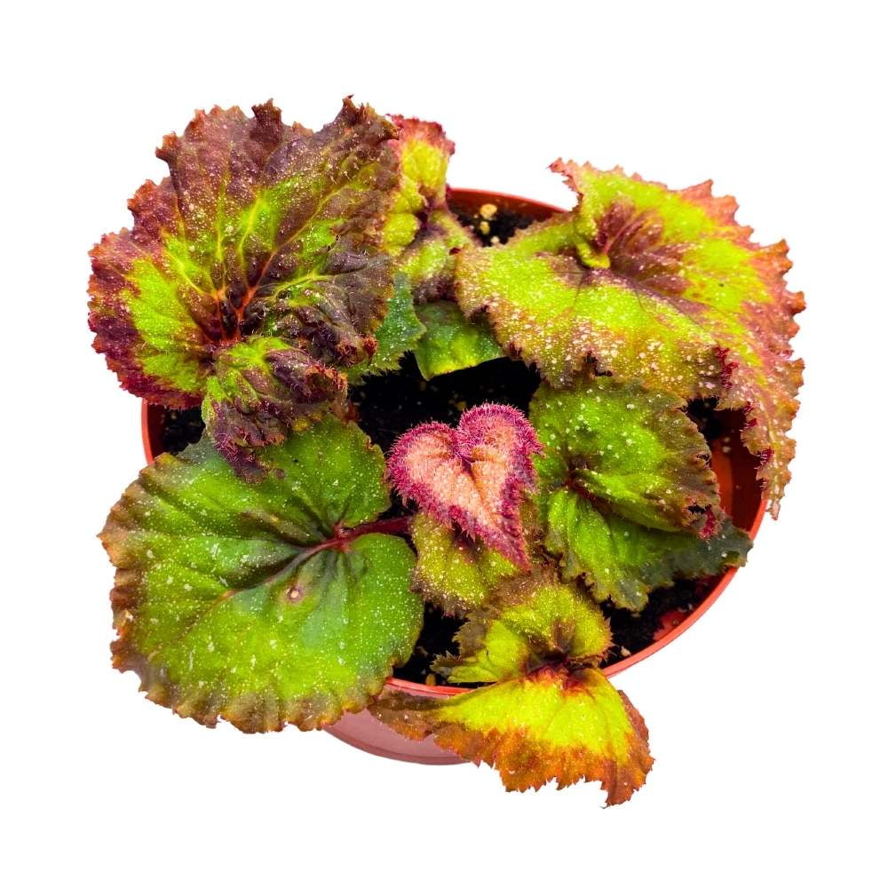 Harmony's Andromede Begonia Rex 6 inch Gnarly - Walmart.com