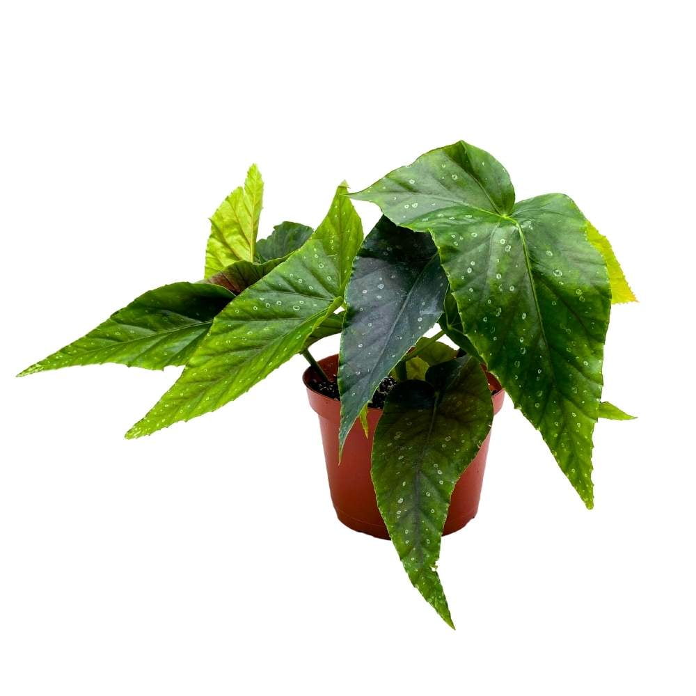 Harmony's Banshee Angel Wing Cane Begonia 6 inch Premium Hybrid ...