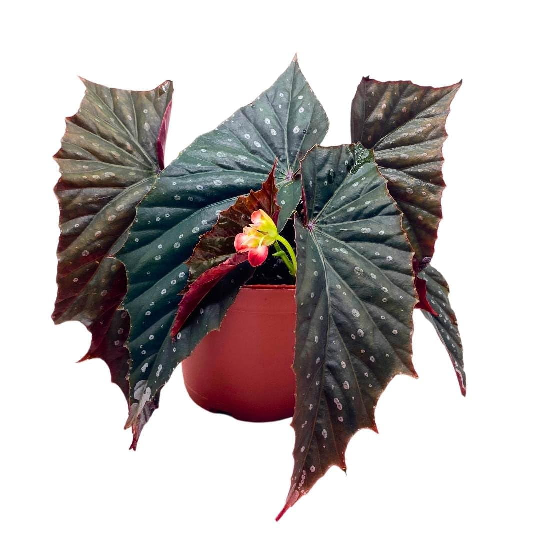 Harmony's Bat Out of Hell Angel Wing Cane Begonia 6 inch Large Bat ...