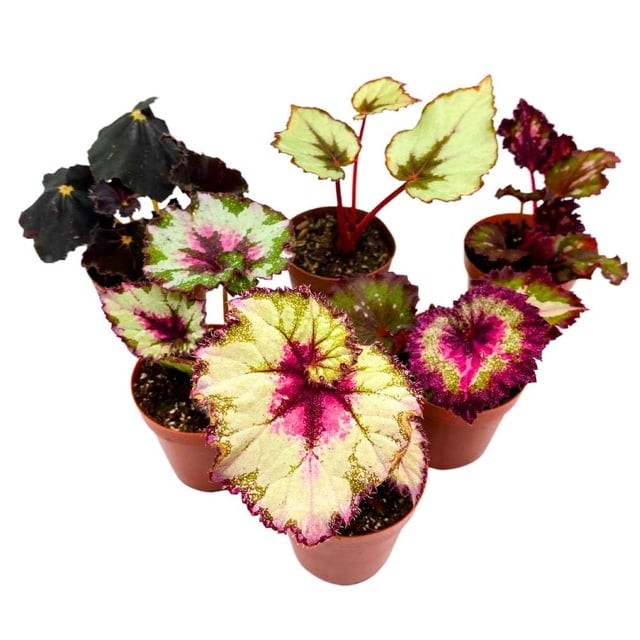 Harmony's Begonia Rex Assortment, 2 inch Set of 6 Colorful Different ...