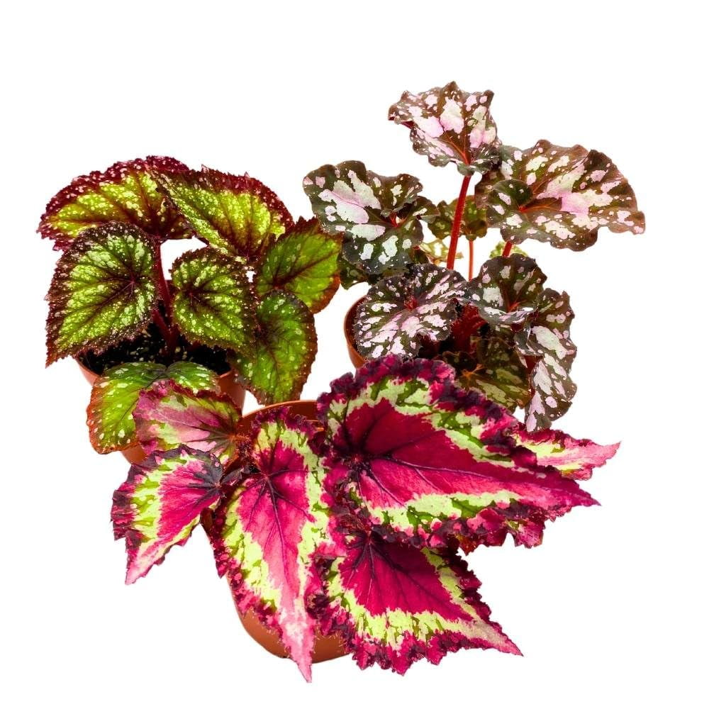 Harmony's Begonia Rex Assortment, 4 inch 3 Different Colorful Rex ...