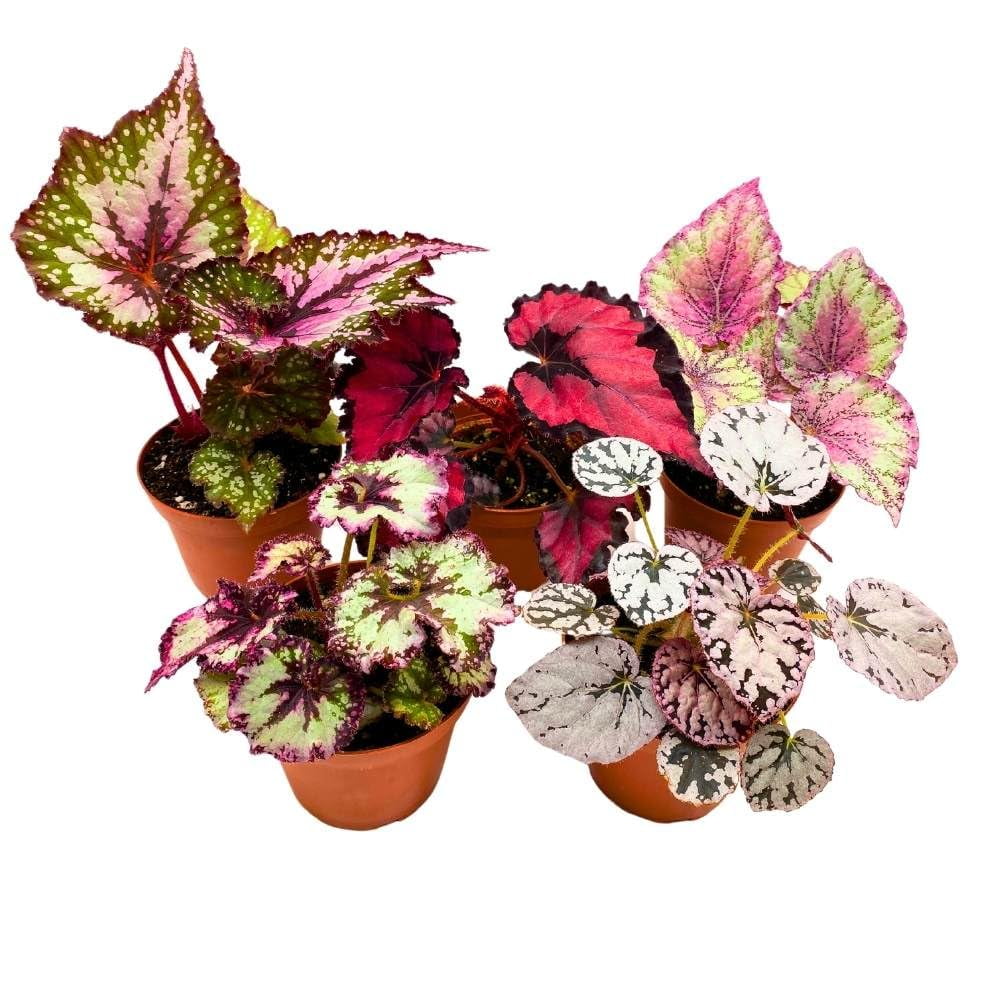 Harmony's Begonia Rex Assortment, 4 inch 5 Different Colorful Rex ...