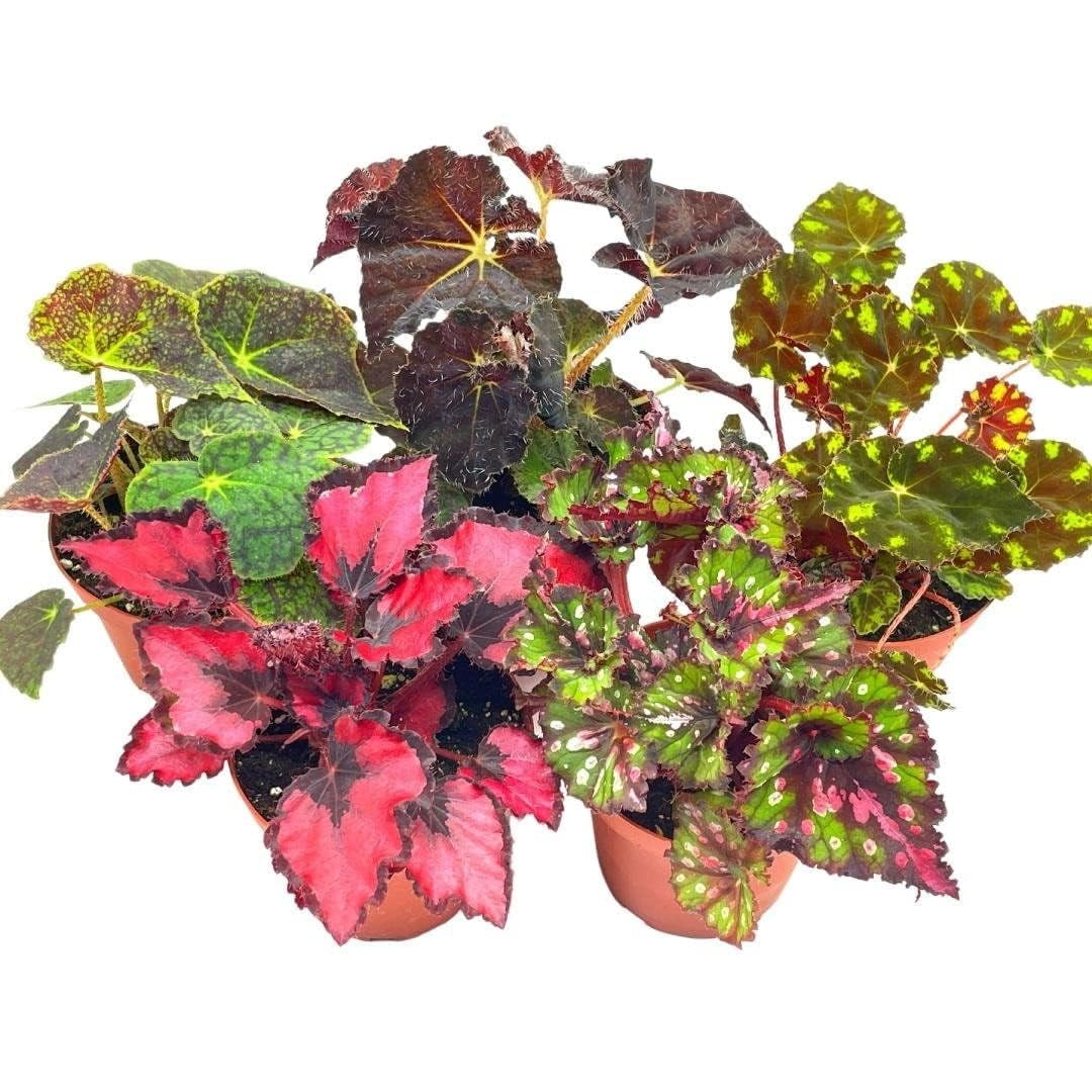 Harmony's Begonia Rex Assortment, Warm Colorful Summer, 4 inch, Set of ...